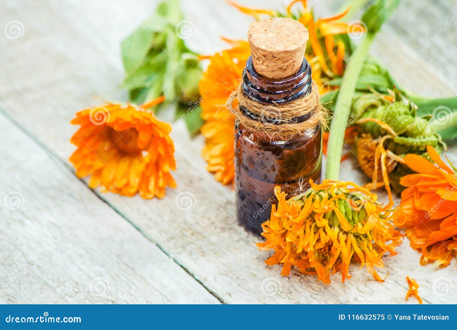 El Extracto Del Calendula Plantas Medicinales Imagen de archivo ...
