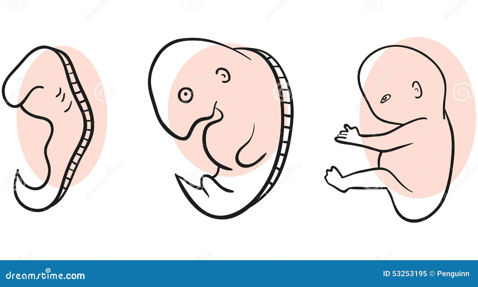 El feto ilustración del vector. Ilustración de embarazo - 53253195