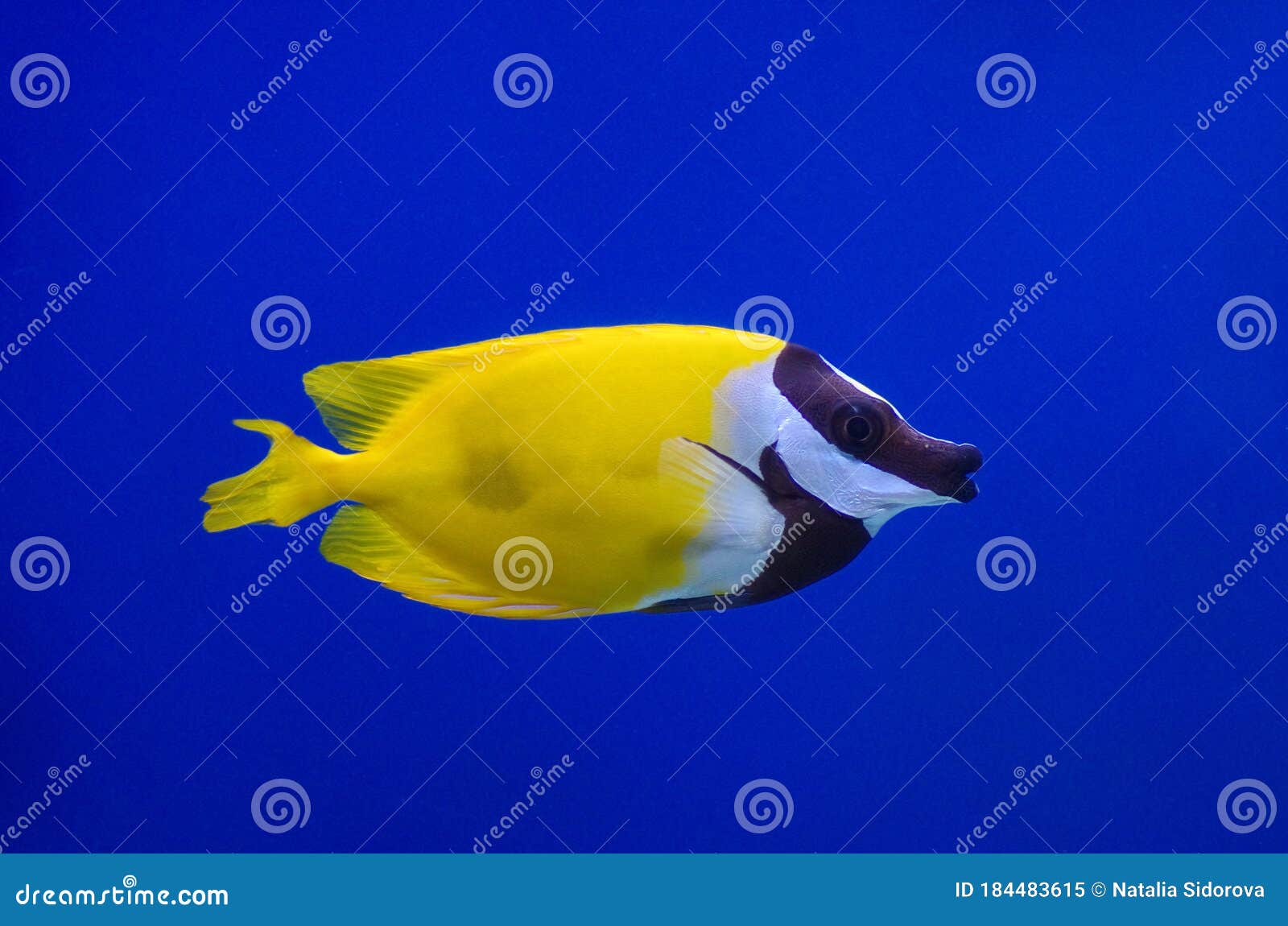 El Foxface Rabbitfish Siganus Vulpinus Imagen de archivo - Imagen de ...