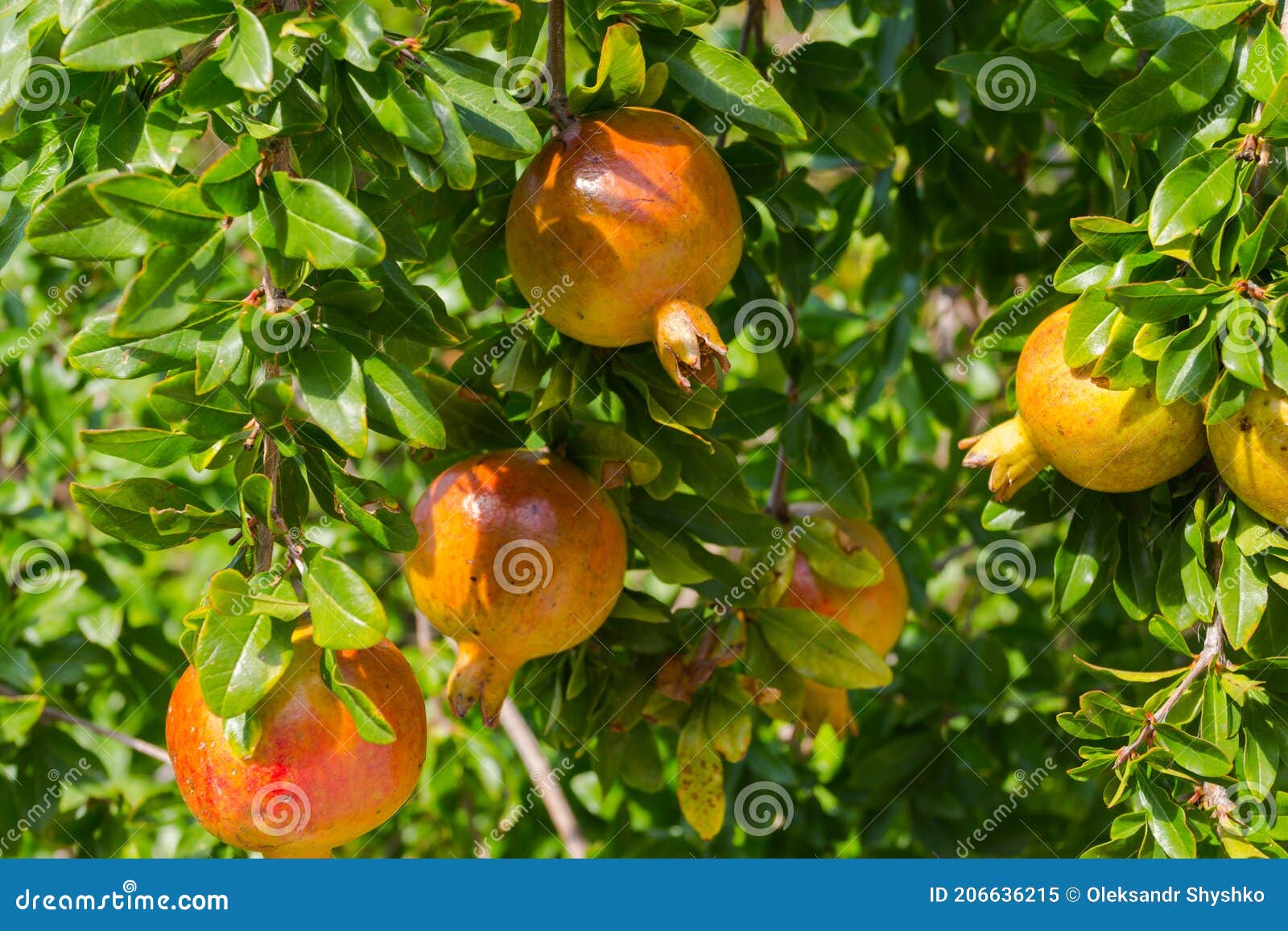 El Fruto De Las Maderas Granadas Del árbol Imagen de archivo - Imagen ...