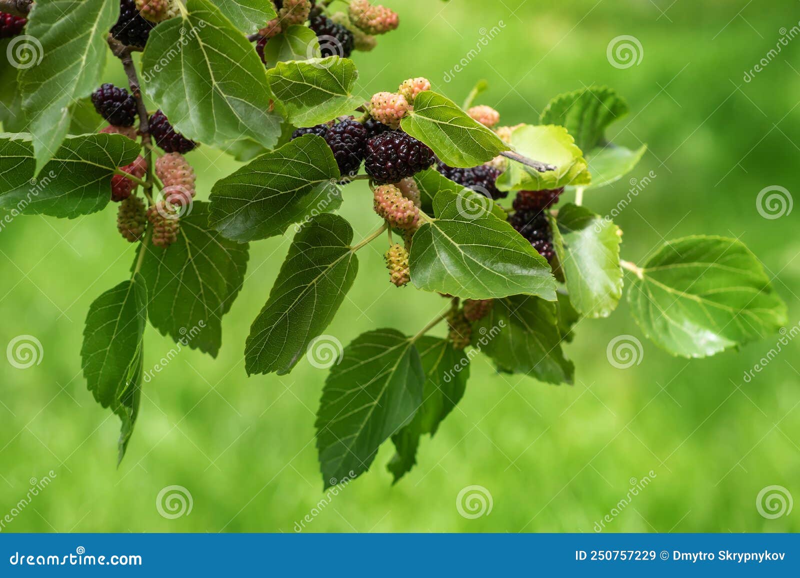 El fruto de moras negras imagen de archivo. Imagen de frutas - 250757229