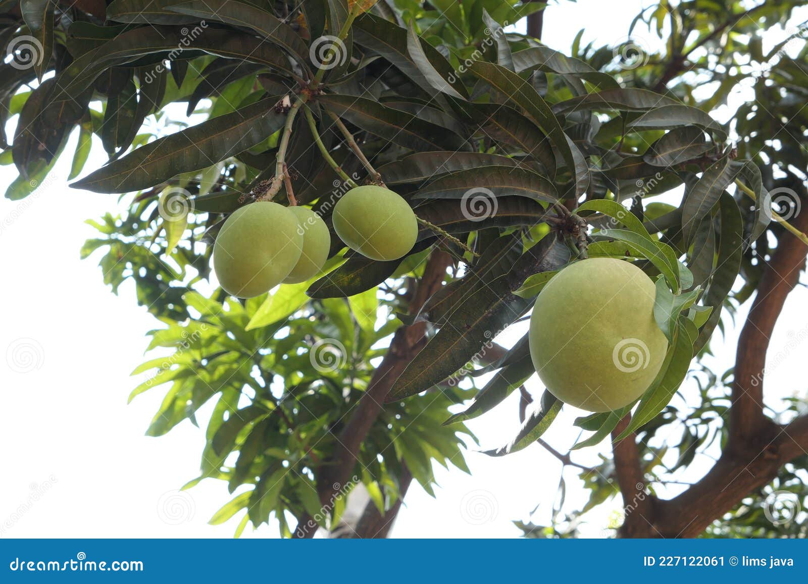 El fruto del mango imagen de archivo. Imagen de verde - 227122061