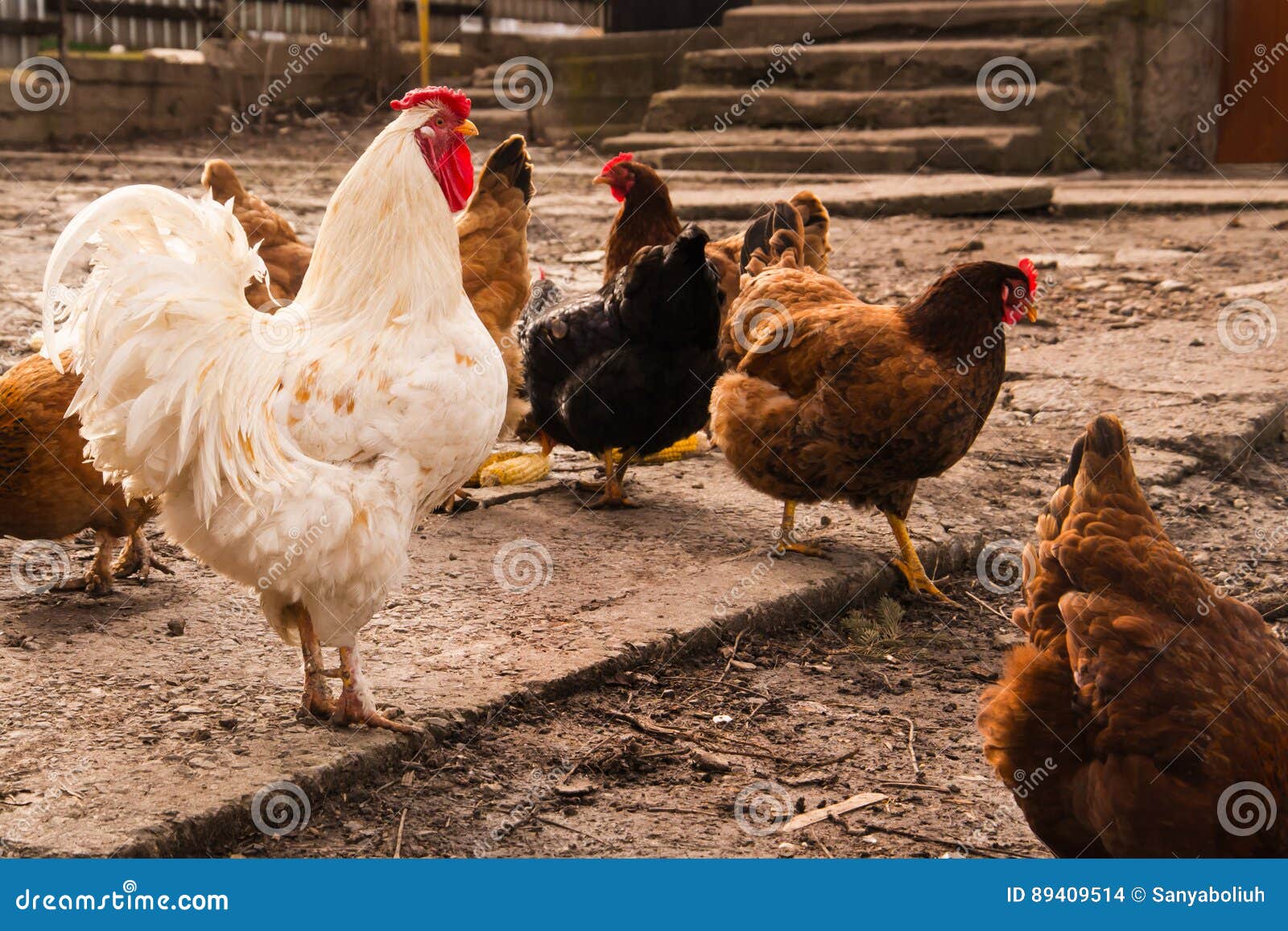 El gallo con los pollos foto de archivo. Imagen de aldea - 89409514