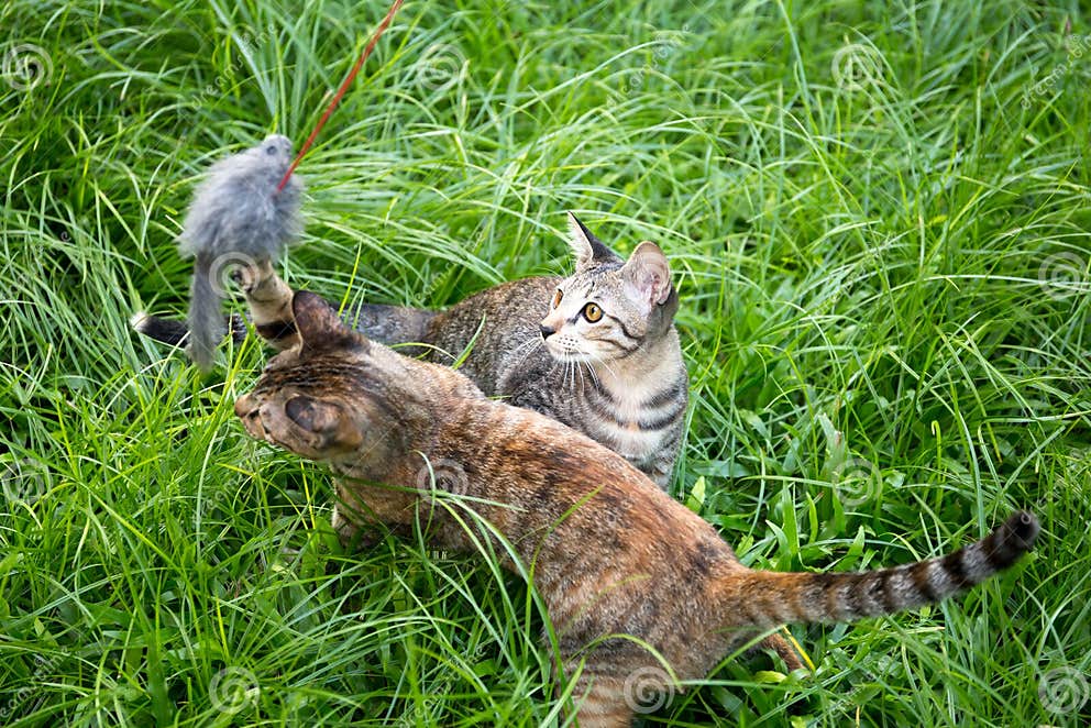 El Gatito Dos Que Juega El Gato Juega En La Hierba En El Jardín Foto de ... El Gatito Dos Que Juega El Gato Juega En La Hierba En El Jardín Foto de ...
