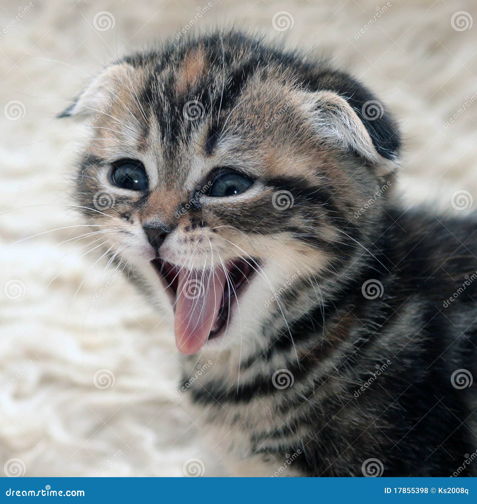 El gatito está riendo foto de archivo. Imagen de risa - 17855398