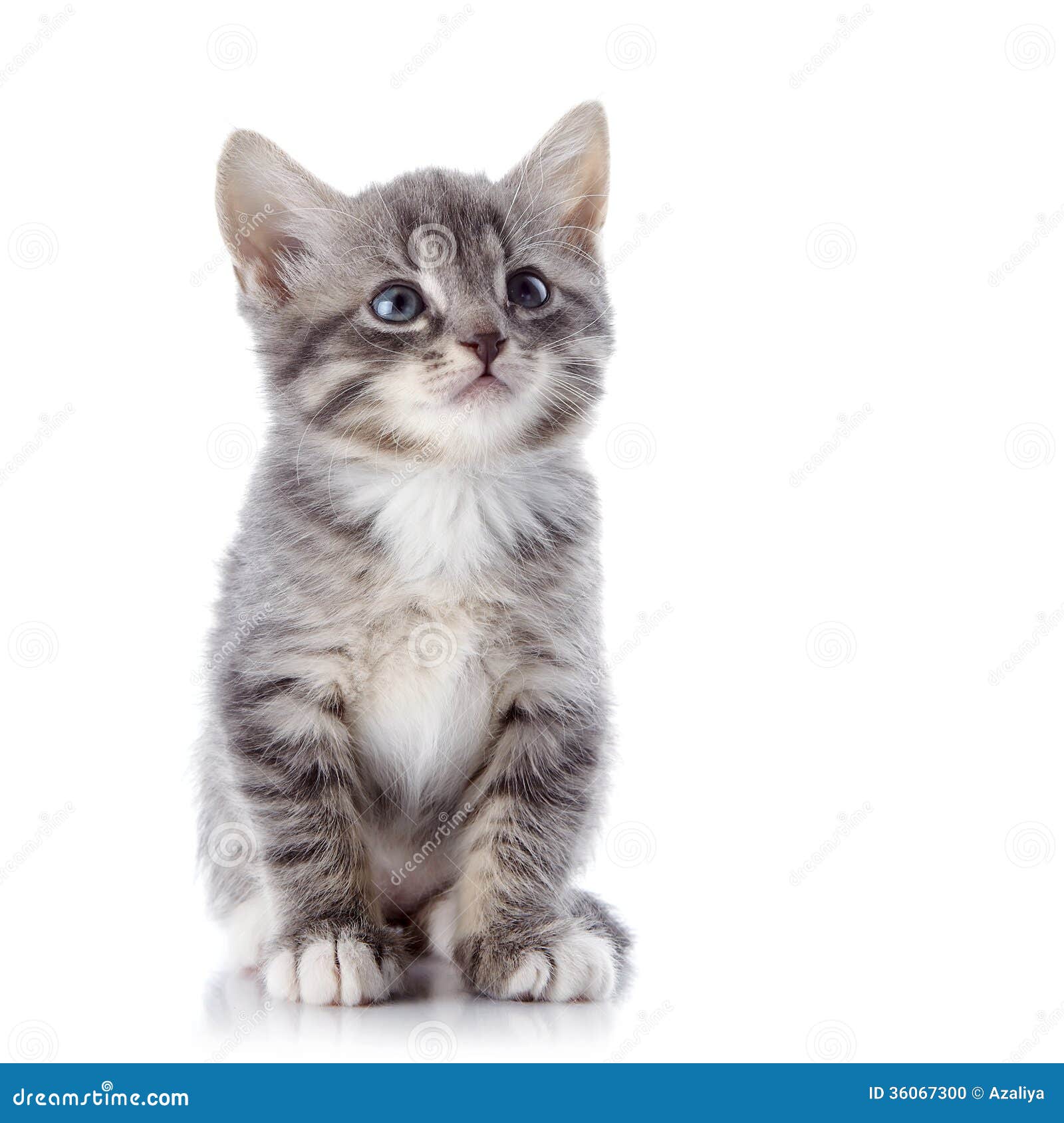 El gatito rayado gris foto de archivo. Imagen de cola - 36067300