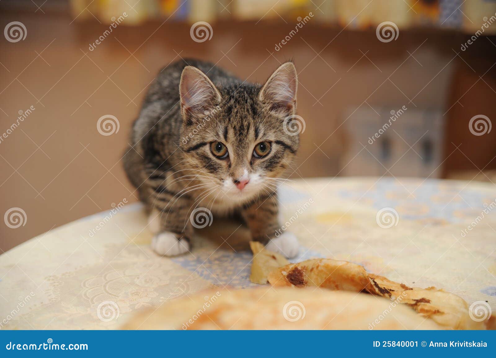 El gatito roba la comida imagen de archivo. Imagen de alimento - 25840001