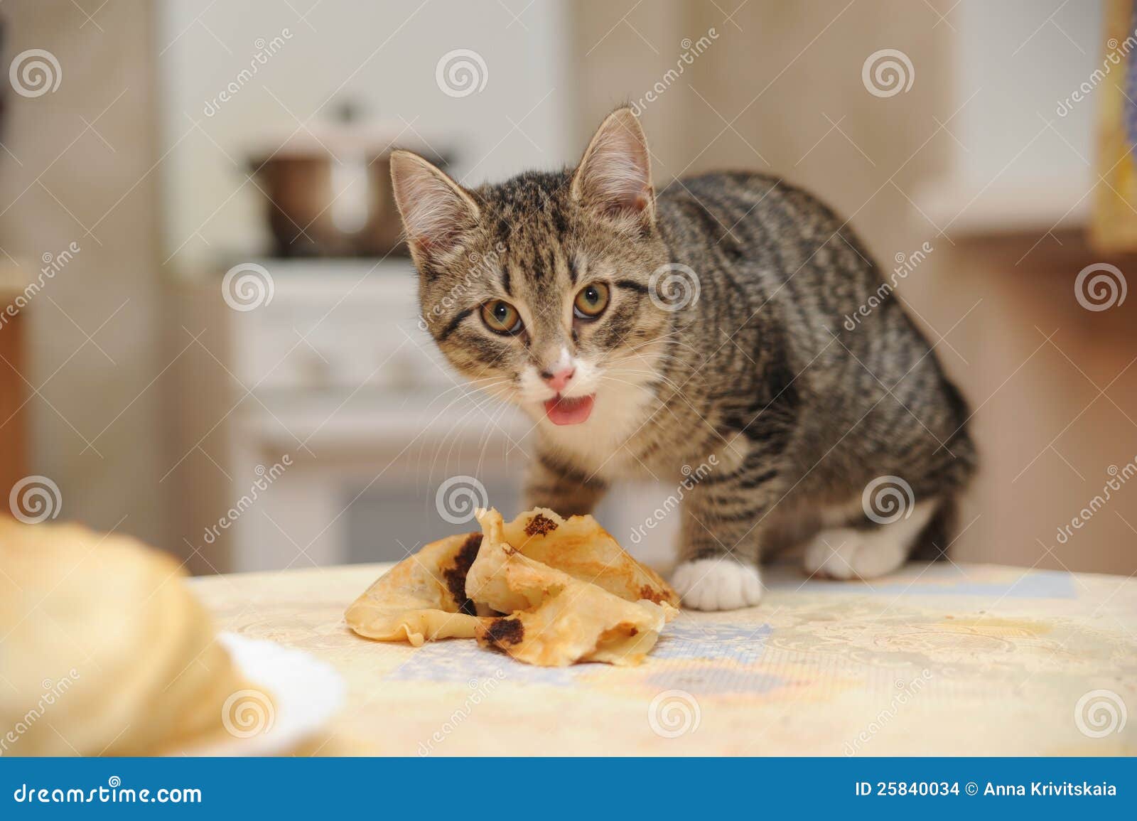 El gatito roba la comida foto de archivo. Imagen de gris - 25840034