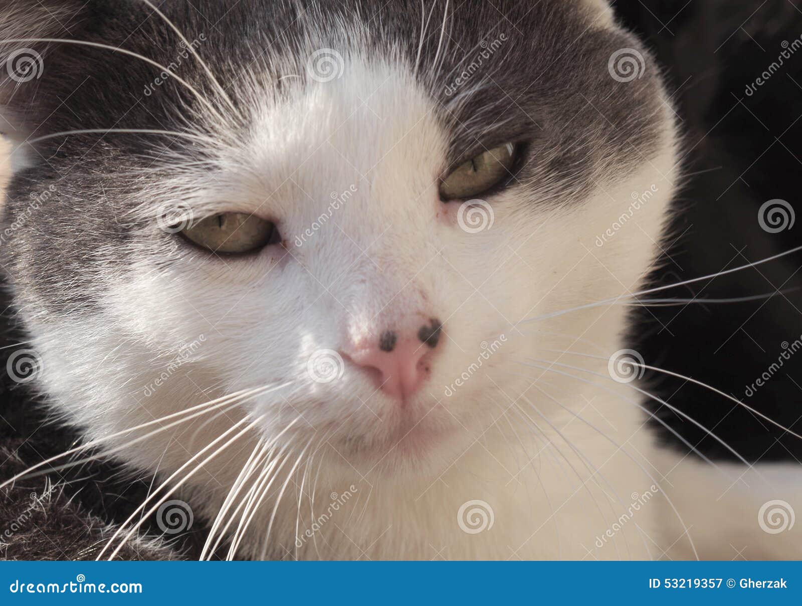 El gato astuto imagen de archivo. Imagen de amor, brillante - 53219357