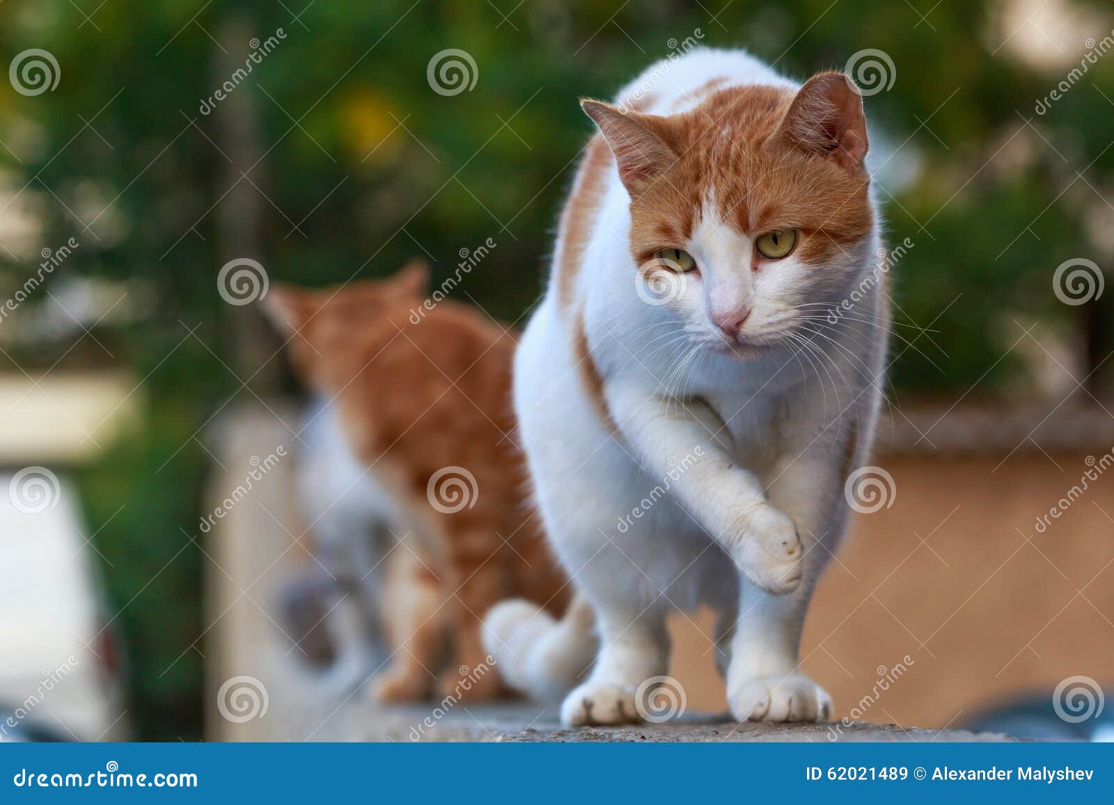 El Gato Atento Ve El Perro En La Calle Imagen de archivo - Imagen de ...