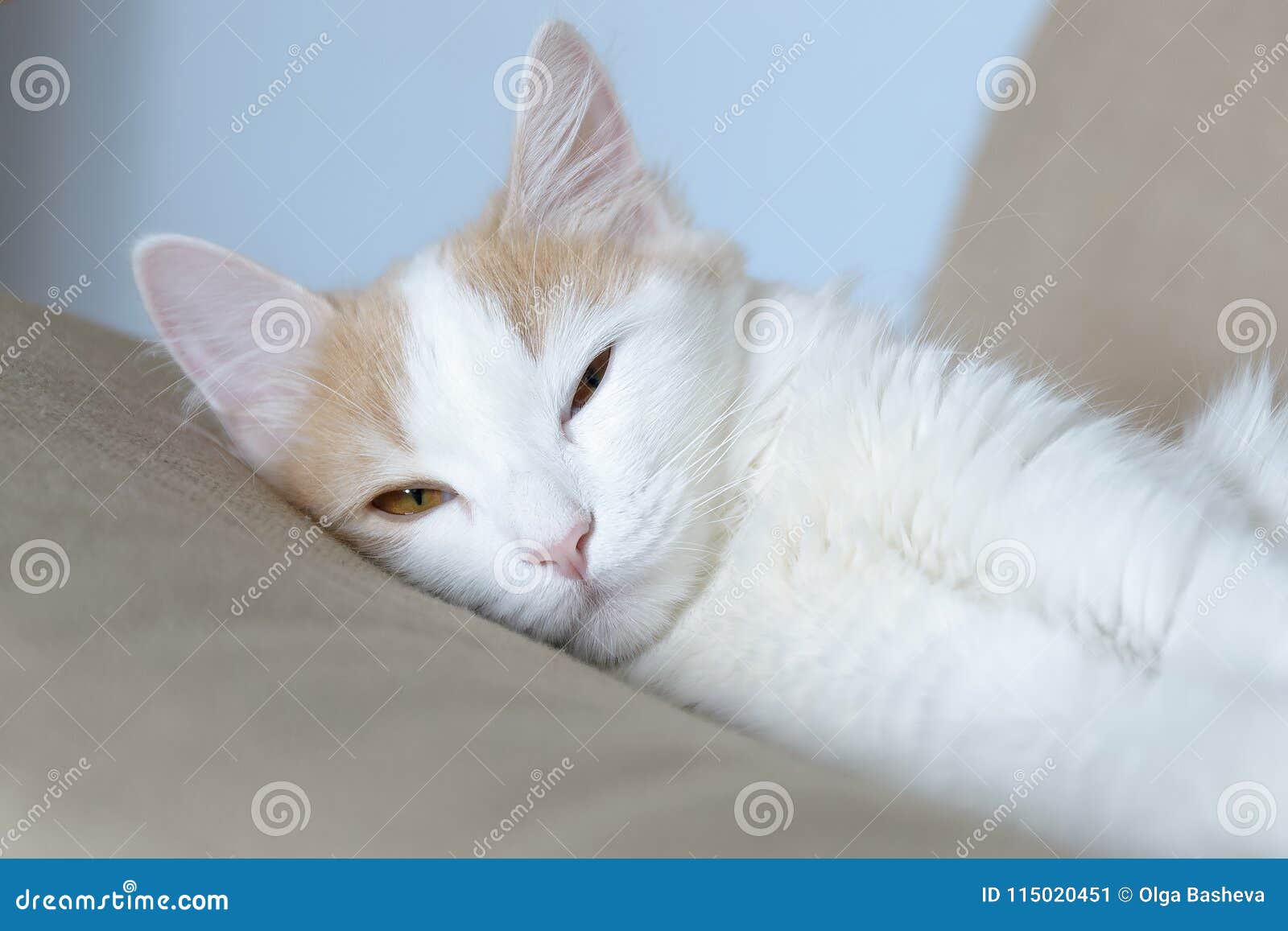 El Gato Blanco Beige Miente En La Butaca Imagen de archivo - Imagen de ...