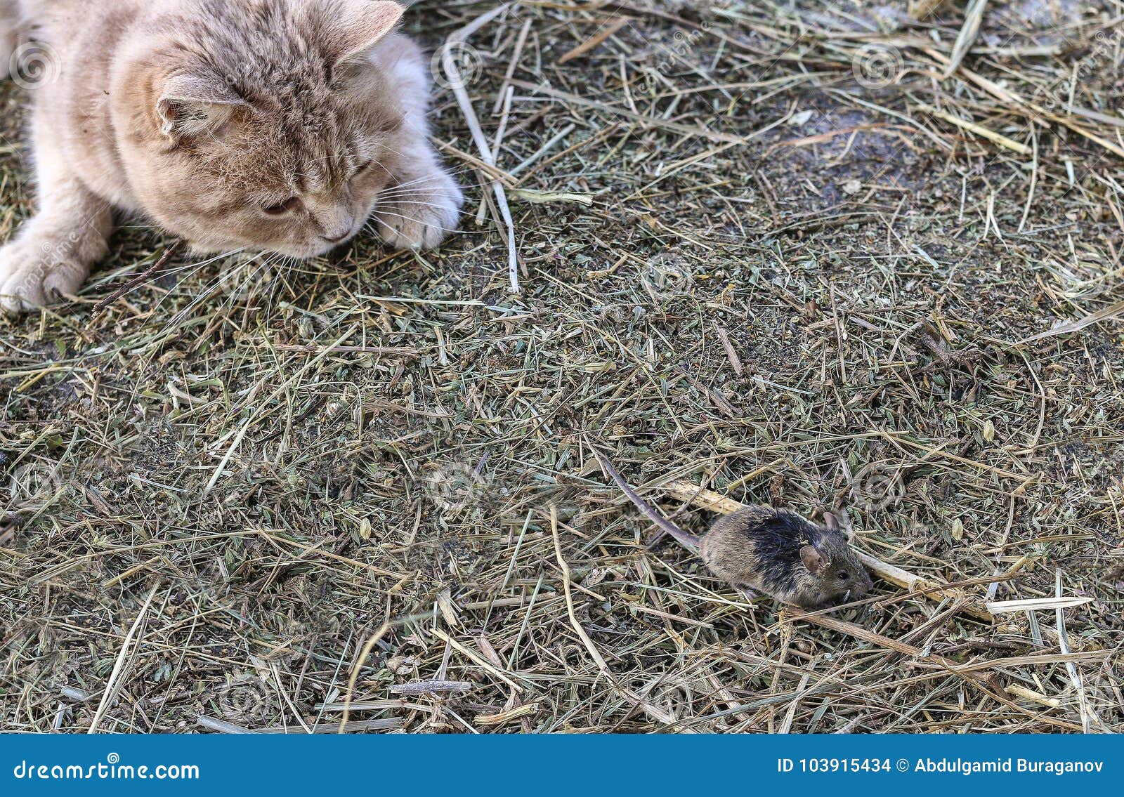 El gato caza el ratón foto de archivo. Imagen de miedo - 103915434