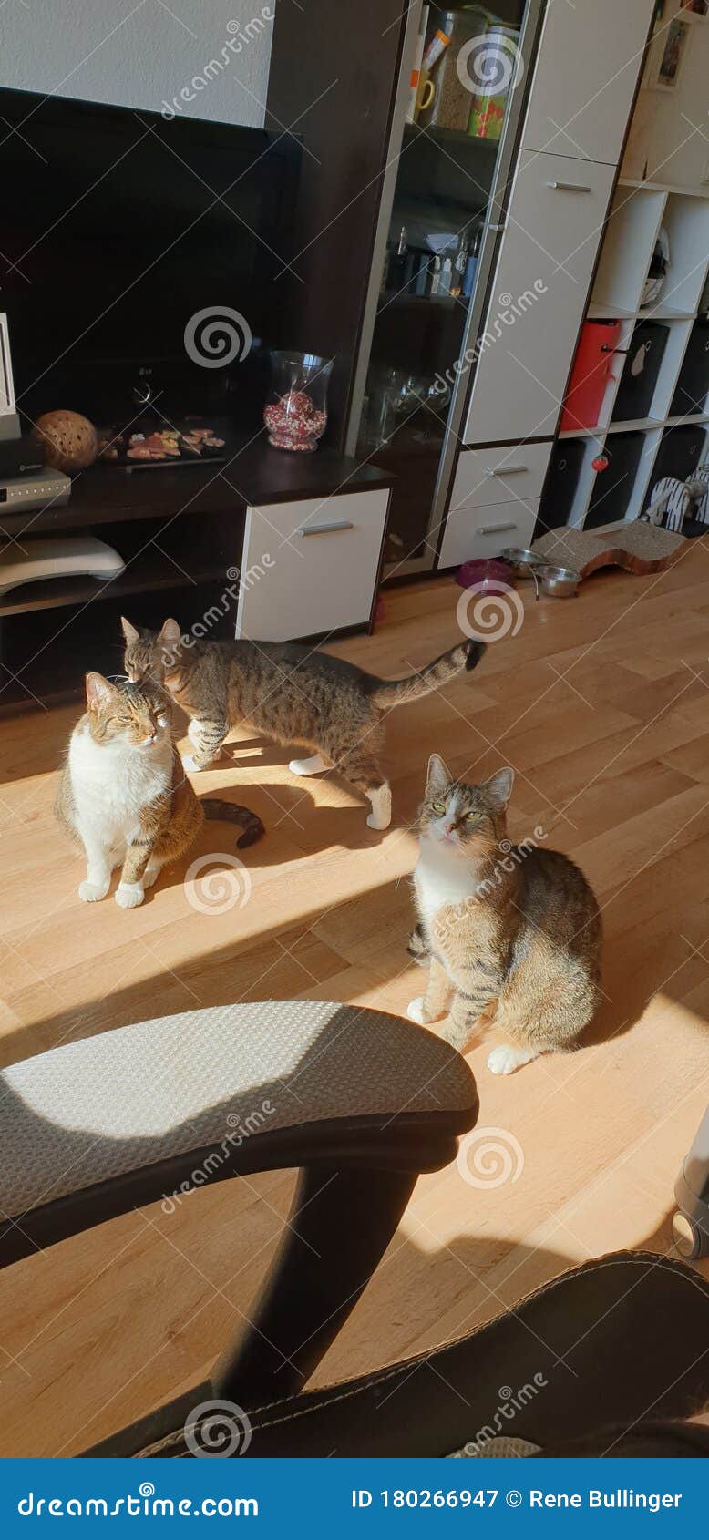 El gato chill imagen de archivo. Imagen de animal, sitio - 180266947