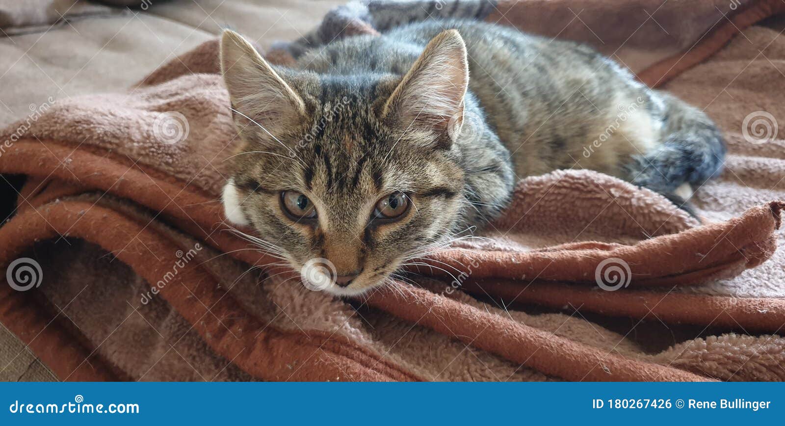 El gato chill foto de archivo. Imagen de mascota, gatito - 180267426