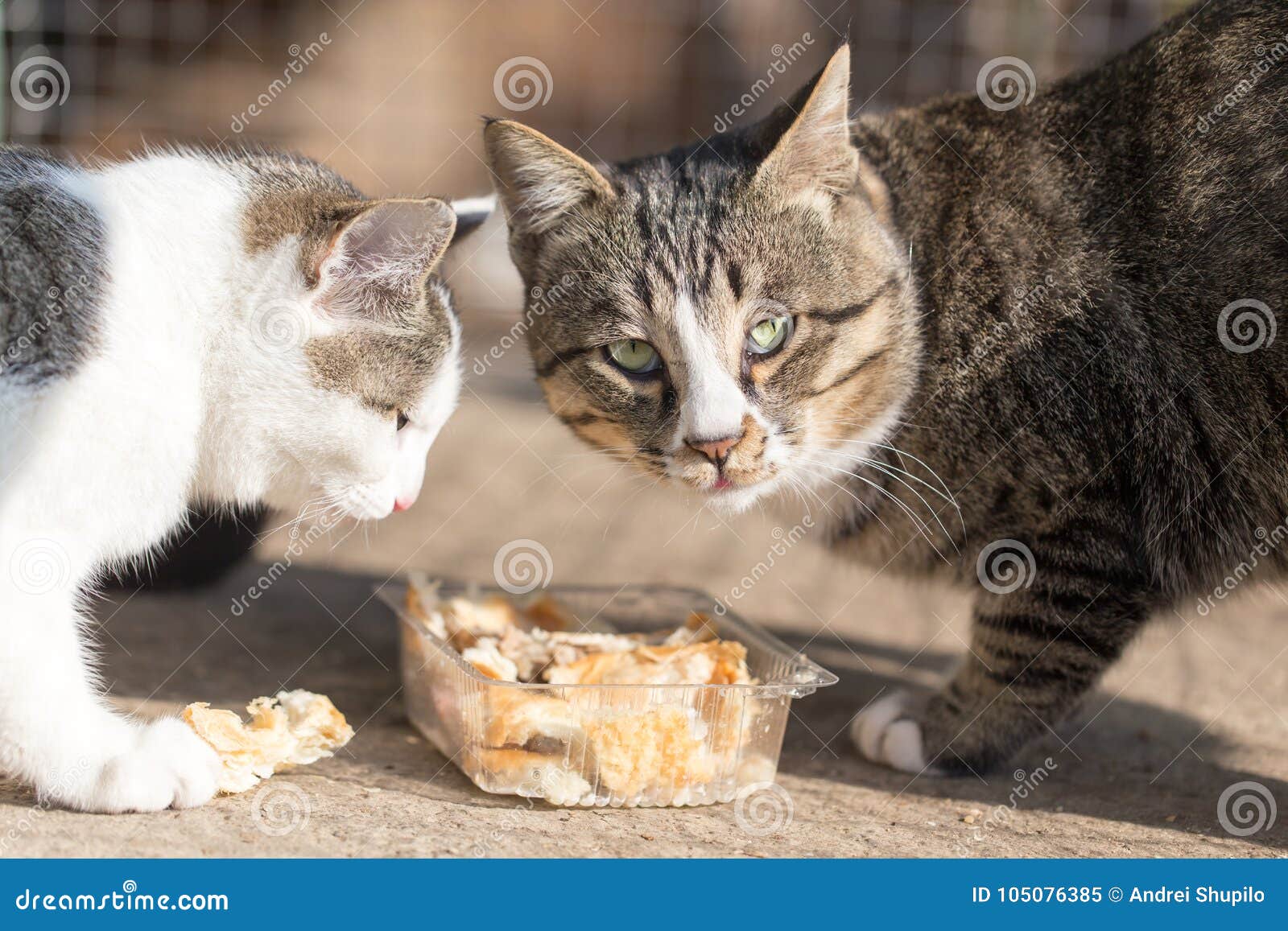 El gato come el pan imagen de archivo. Imagen de vagabundo - 105076385