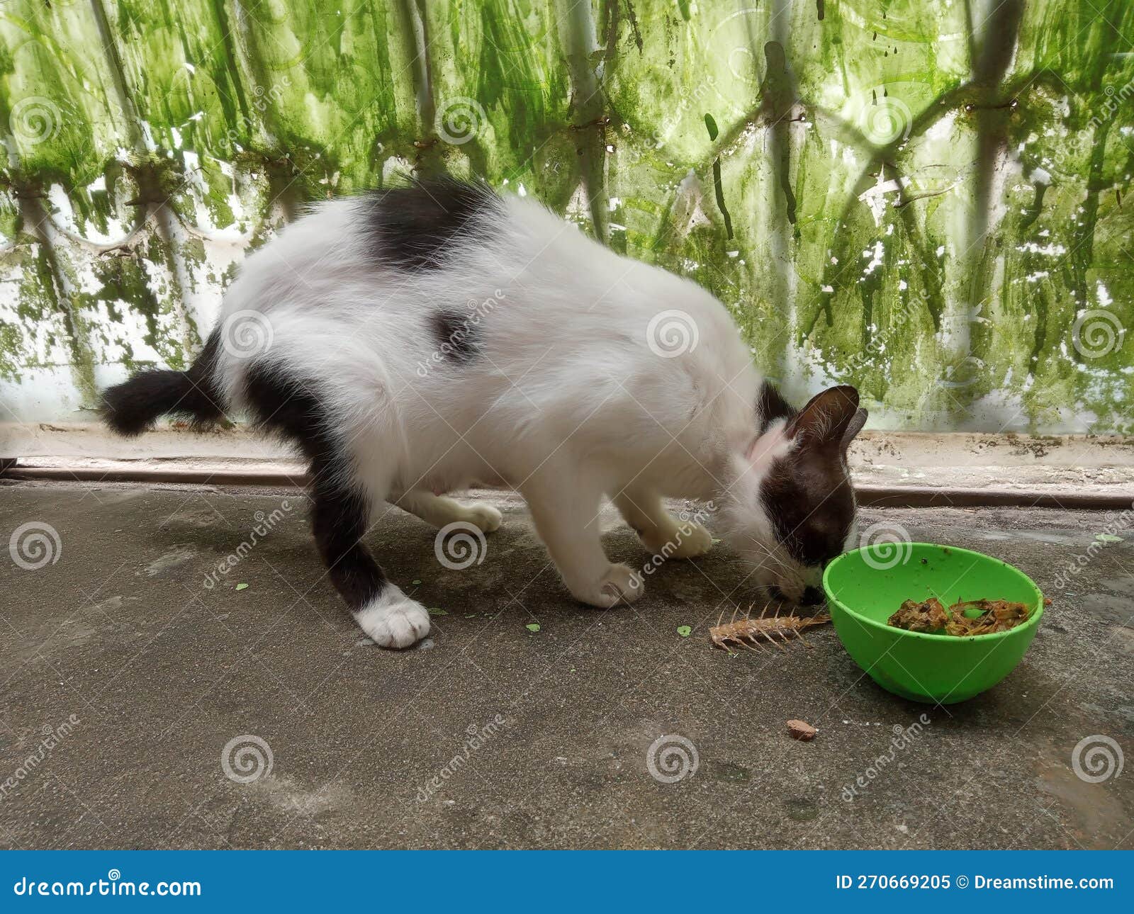 El Gato Comiendo Pescado Imagen De Archivo Imagen De Gatito 270669205