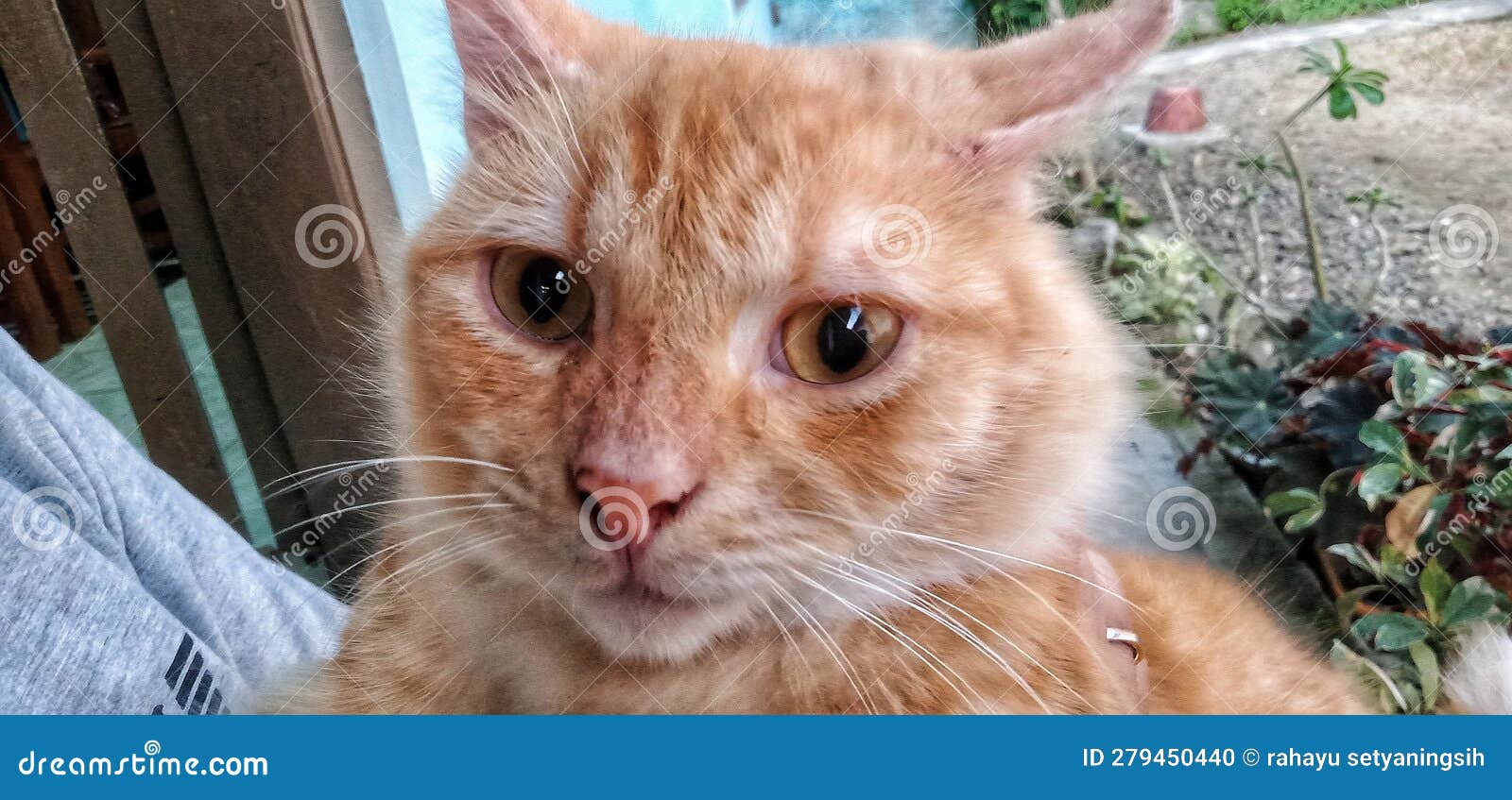 El Gato Con La Cara De Peor Humor Foto de archivo - Imagen de malo ...