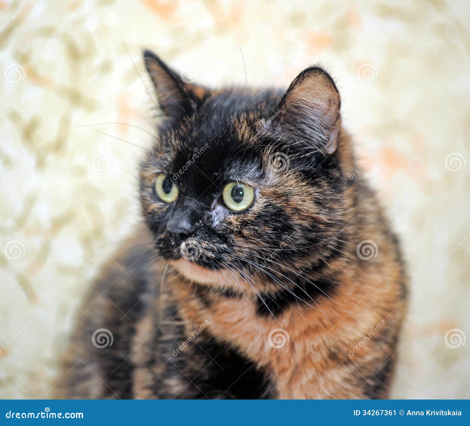 El Gato De La Concha Se Sienta Imagen de archivo - Imagen de pata ...