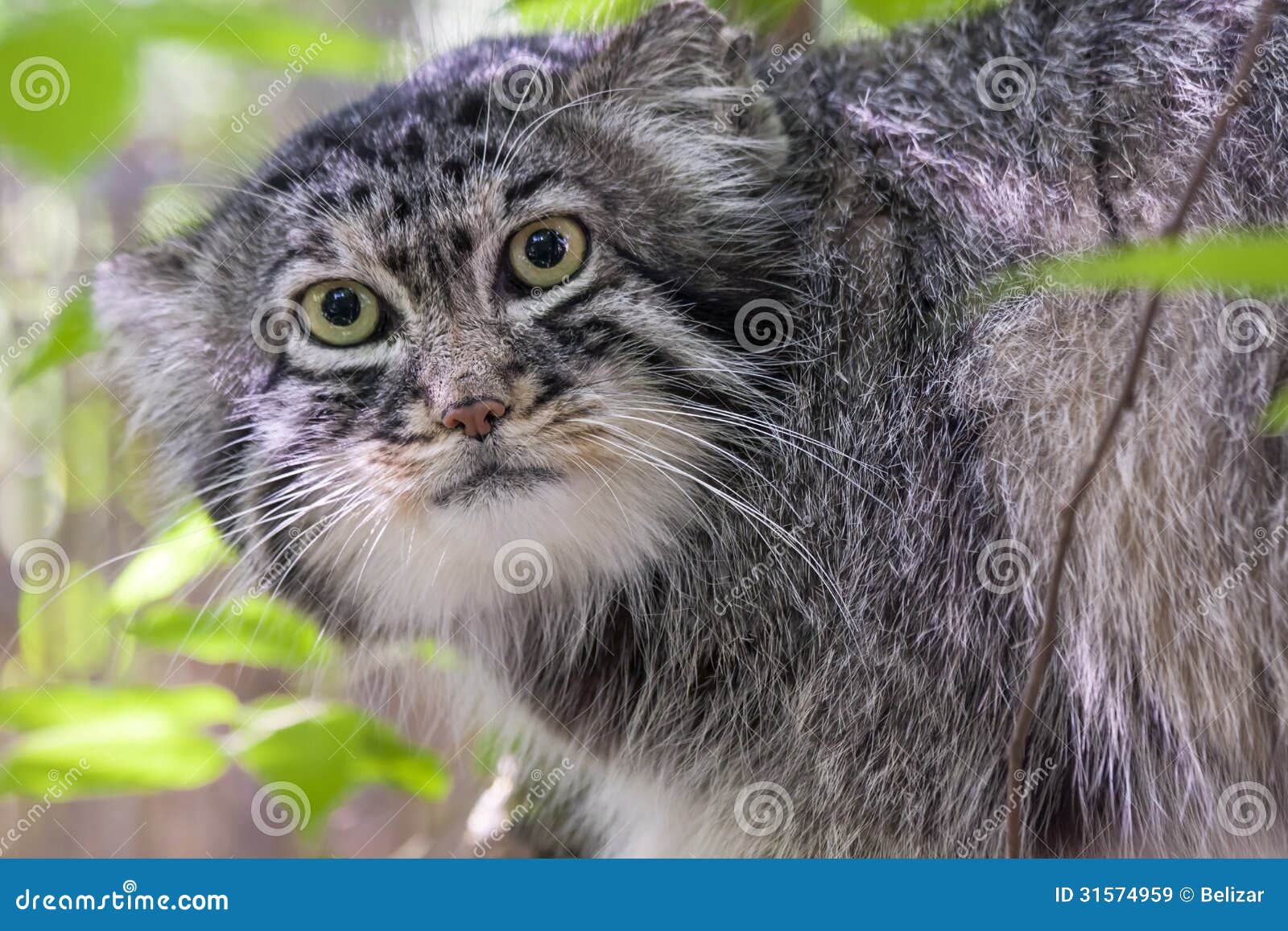El gato de Pallas imagen de archivo. Imagen de asia, ojos - 31574959