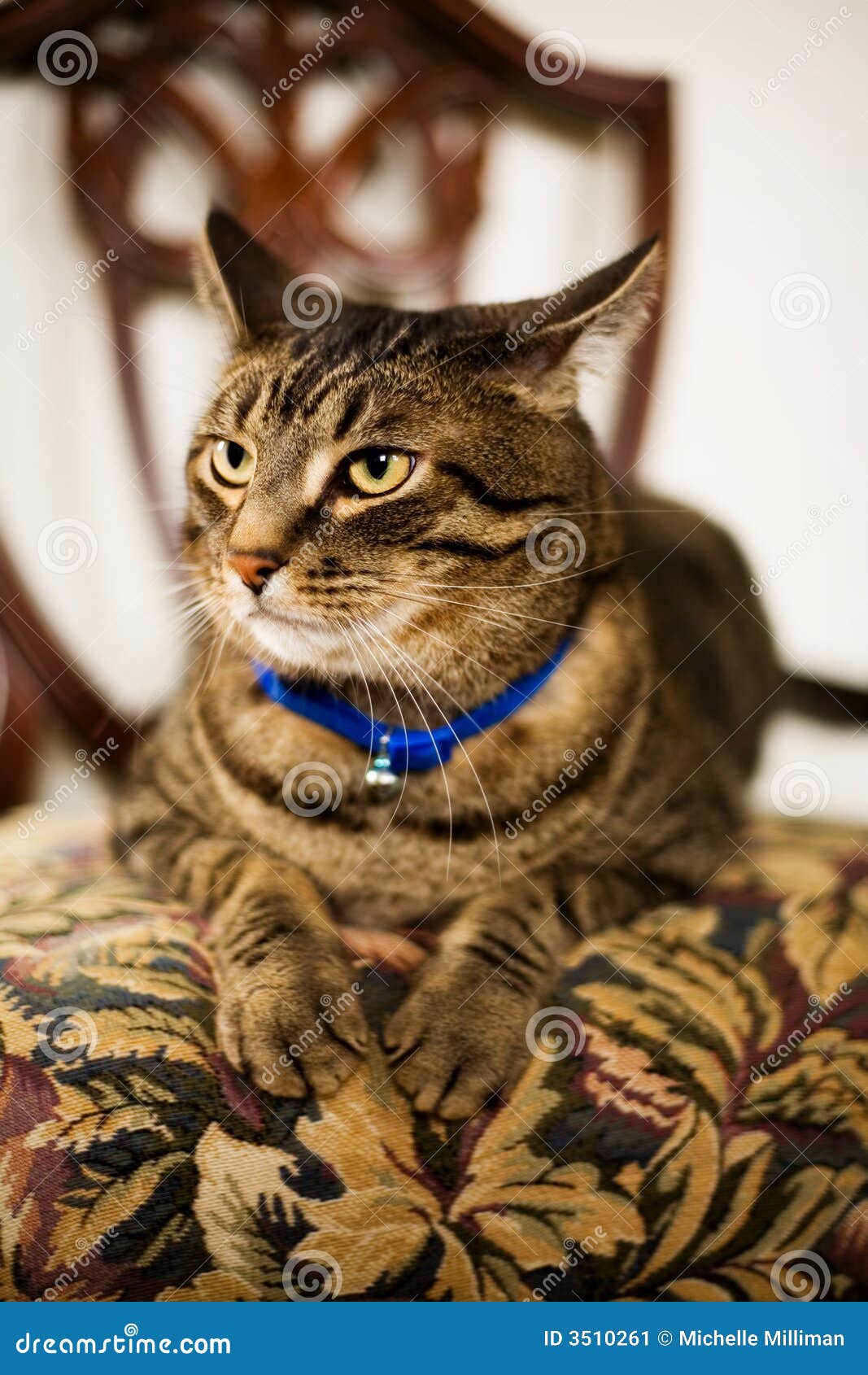 El gato del reloj imagen de archivo. Imagen de gatito - 3510261