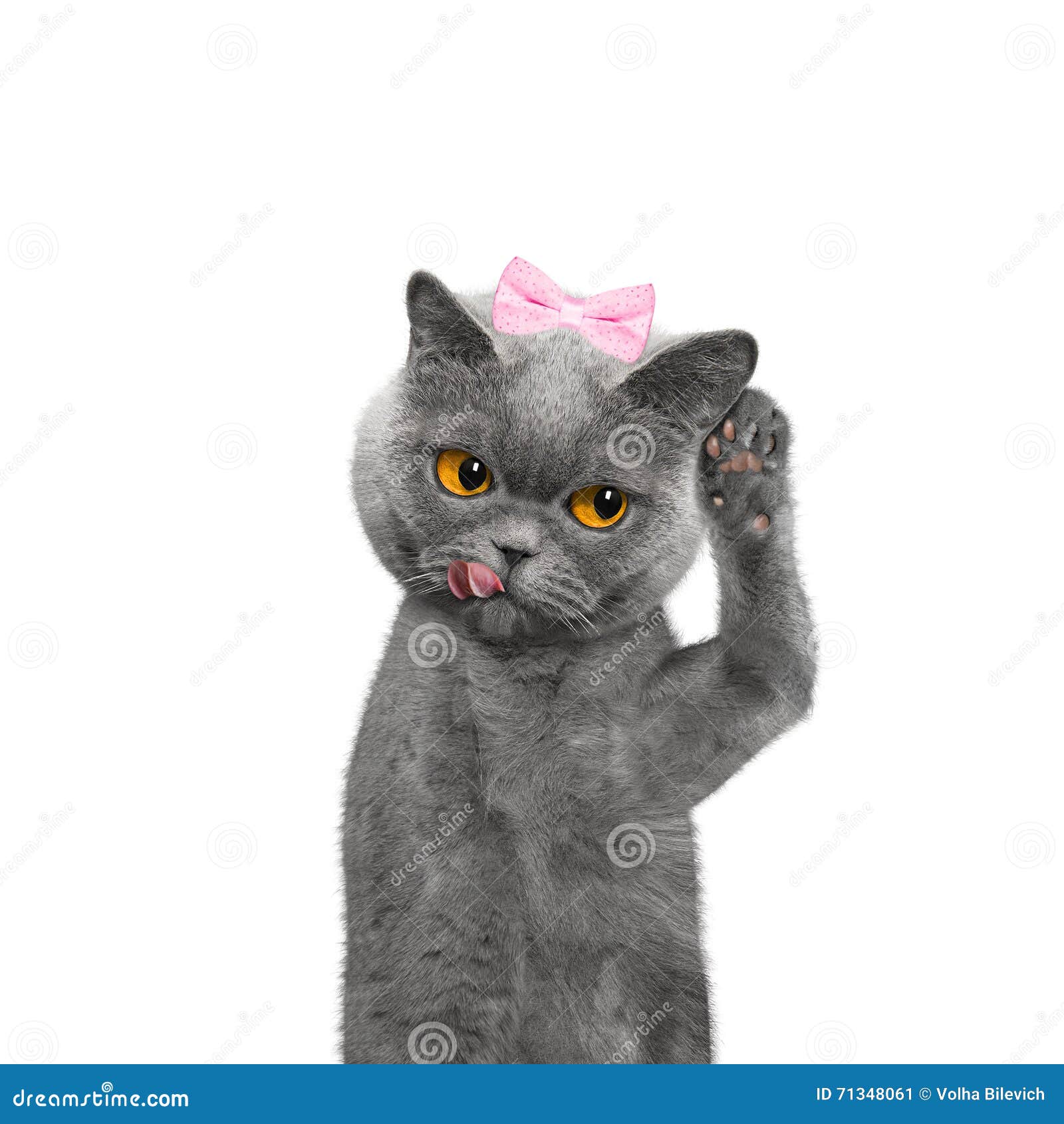 El Gato Escucha Atento Alguien Imagen de archivo - Imagen de humor ...