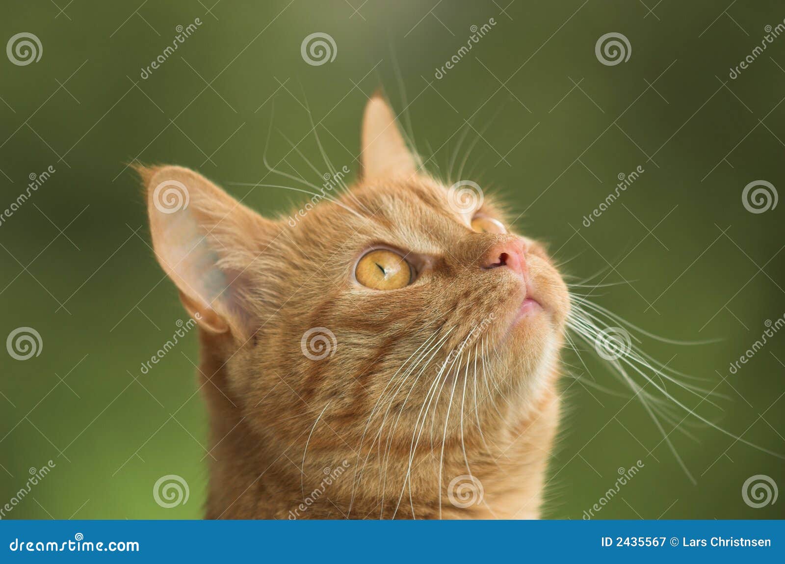 El Gato Está Mirando Para Arriba Imagen de archivo - Imagen de ...