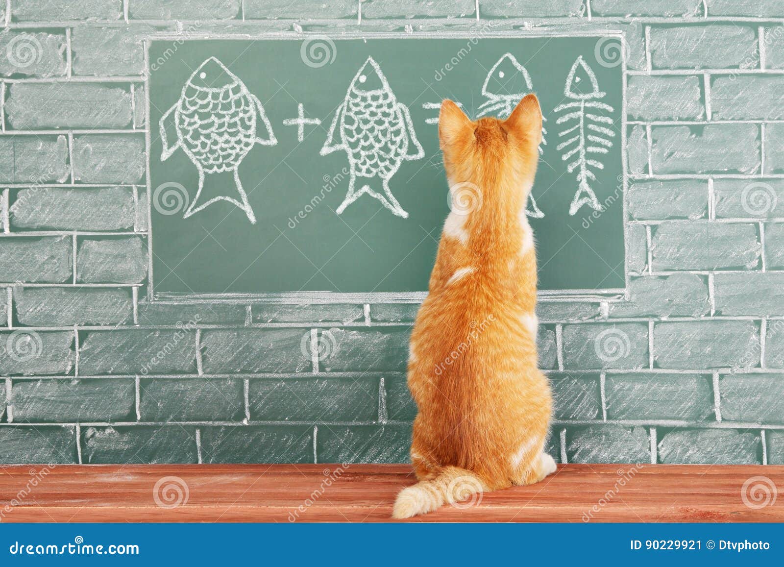 El Gato Estudió Matemáticas Imagen de archivo - Imagen de escuela, idea ...