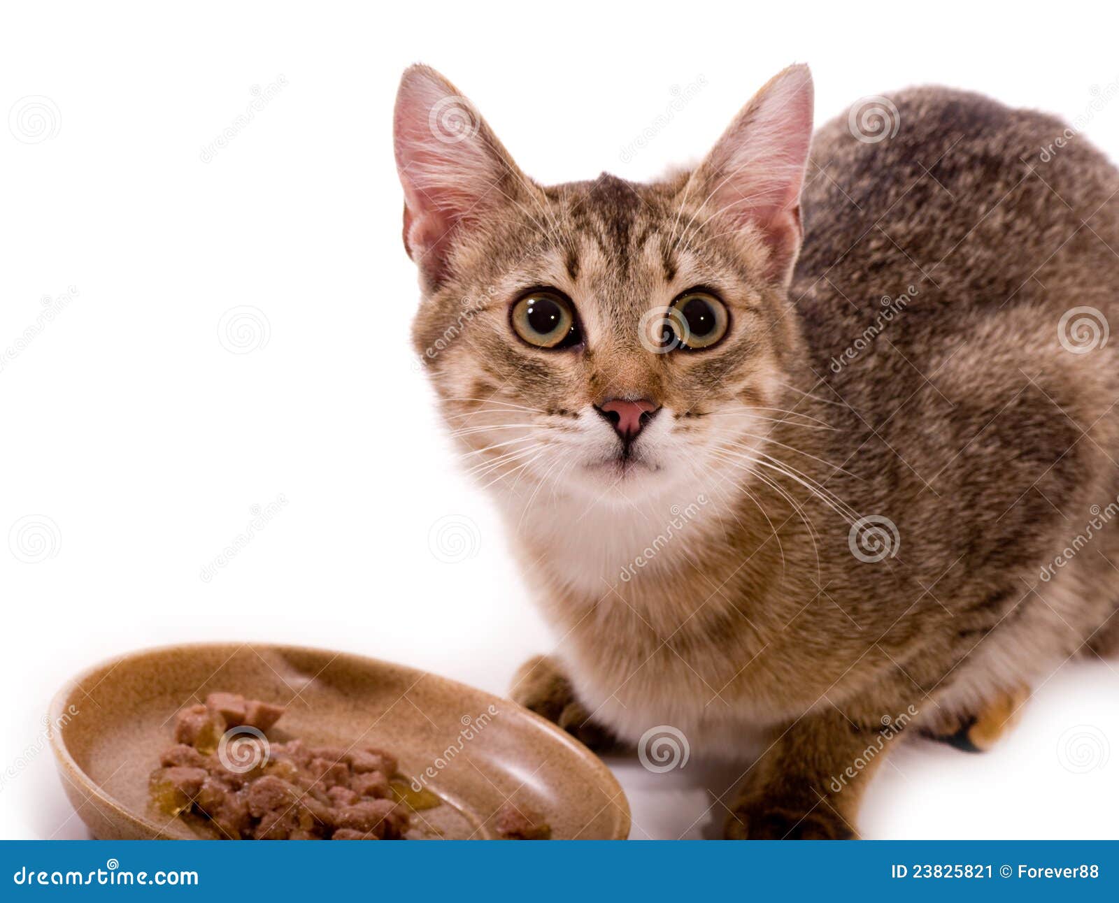 El Gato Hermoso Come La Comida Felina Imagen de archivo - Imagen de ...