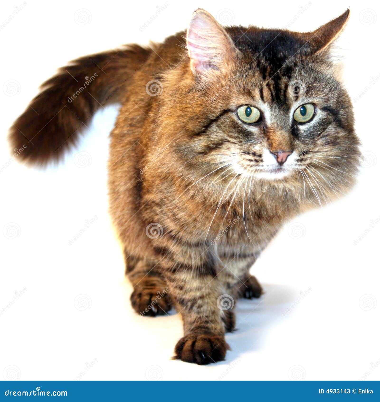 El gato marrón imagen de archivo. Imagen de interesado - 4933143