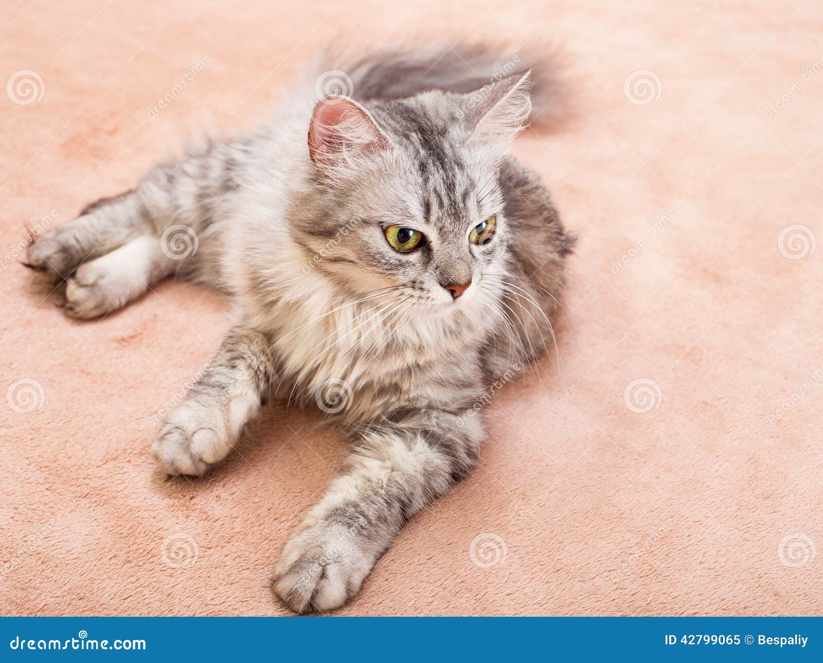 El Gato Rayado Gris De La Raza De Shinshil Imagen de archivo - Imagen ...