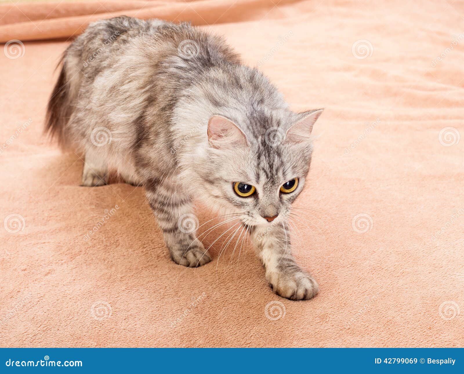 El Gato Rayado Gris De La Raza De Shinshil Imagen de archivo - Imagen ...