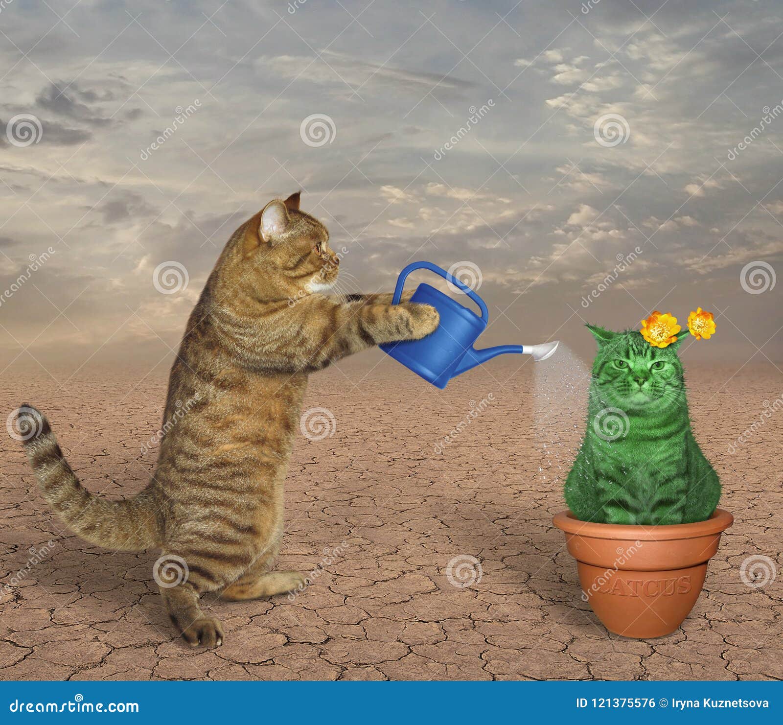 El Gato Riega El Cactus Inusual Foto de archivo - Imagen de gato ...