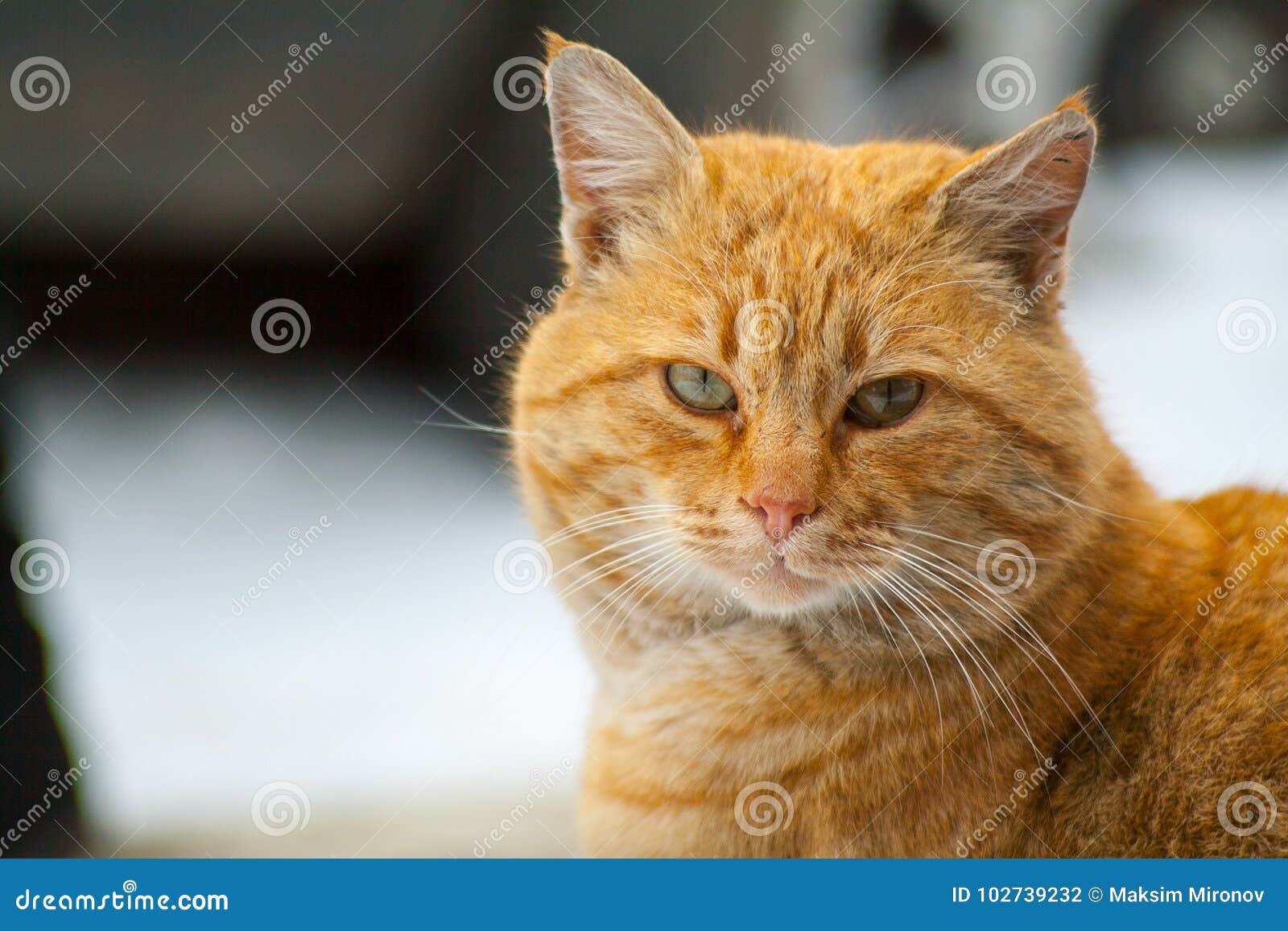 El Gato Rojo-dirigido Es Hermoso Y Elegante Foto de archivo - Imagen de ...