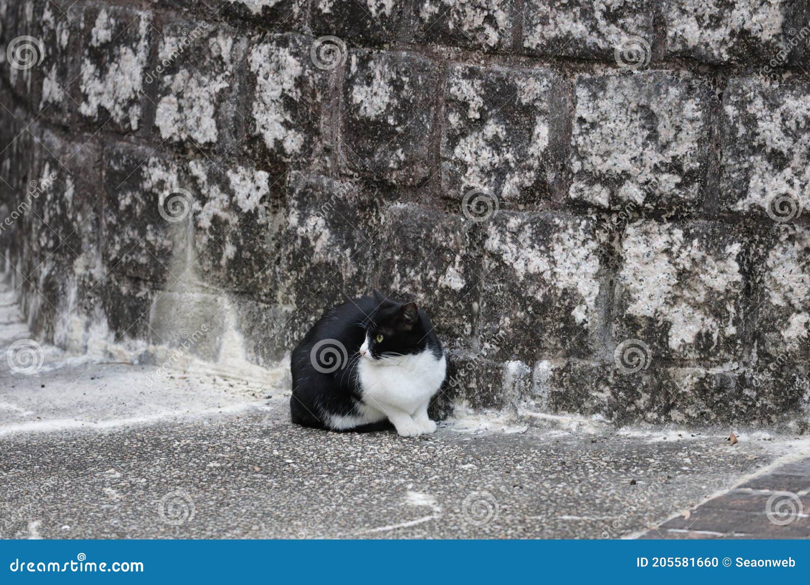 El Gato Salvaje Del Parque Kowloon Park Hk Foto de archivo - Imagen de ... El Gato Salvaje Del Parque Kowloon Park Hk Foto de archivo - Imagen de ...