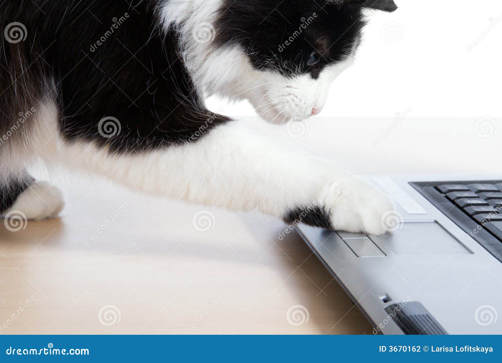 El Gato Utiliza Una Computadora Portátil Foto de archivo - Imagen de ...