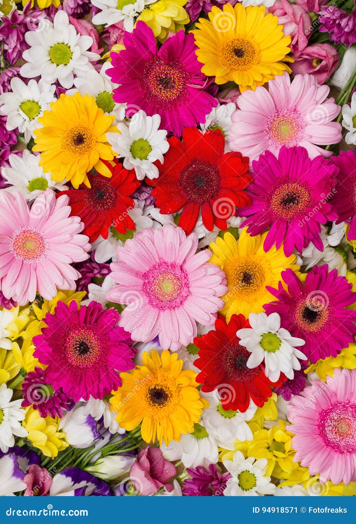 El Gerbera Florece El Fondo Imagen de archivo - Imagen de crisantemos ...