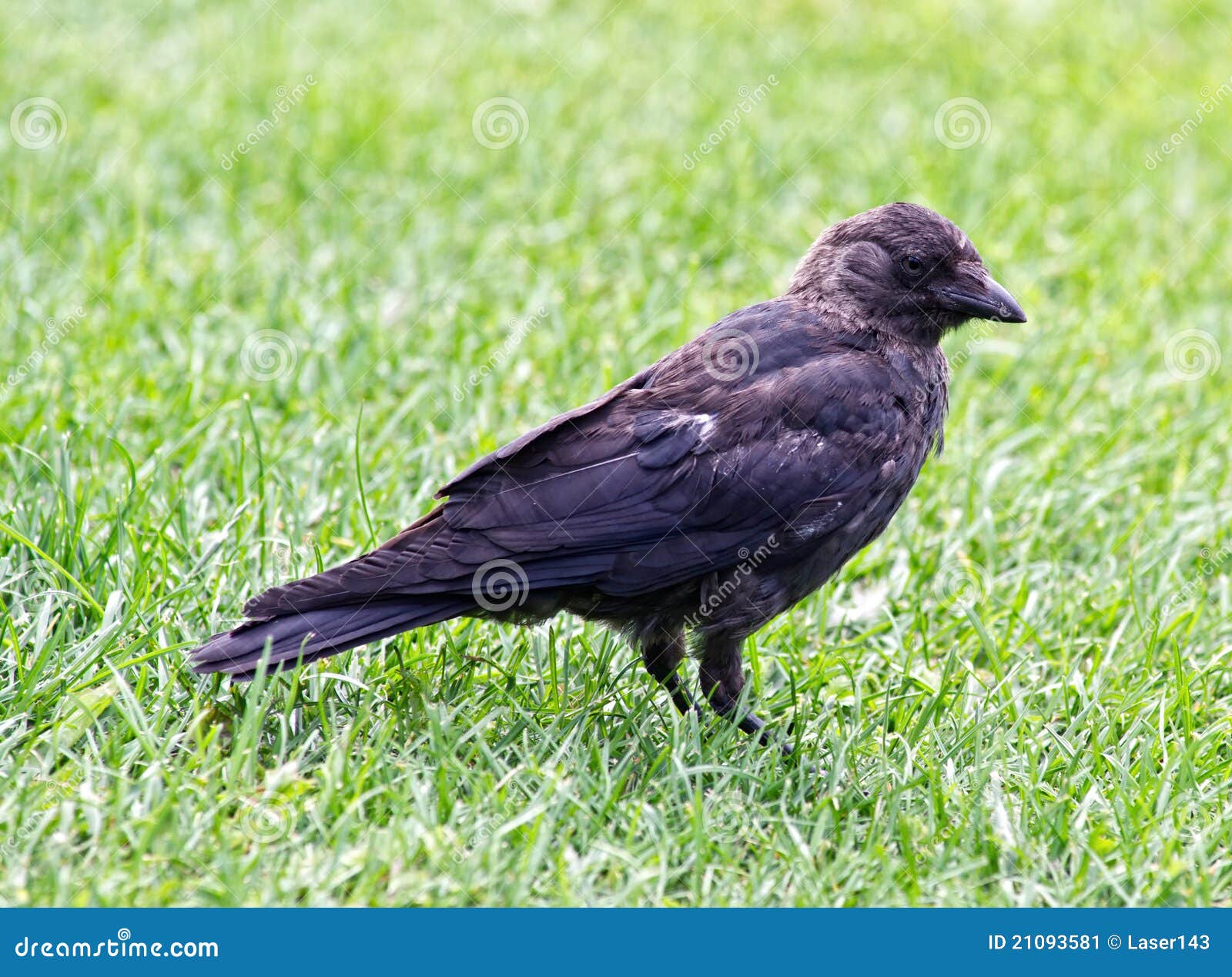 El grajo imagen de archivo. Imagen de salvaje, corvus - 21093581