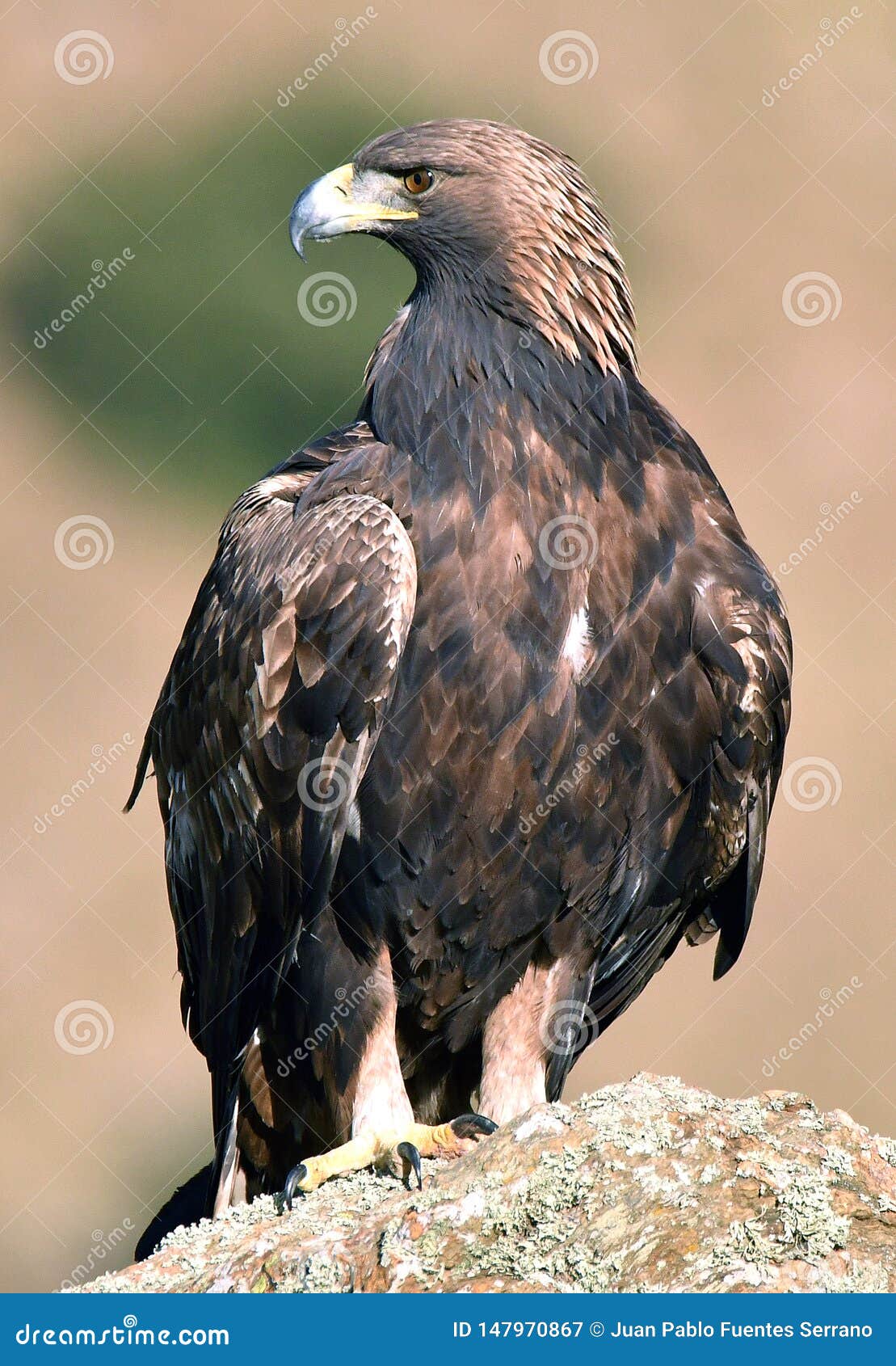 El ?guila Real Observa De Su Mesonero Imagen de archivo - Imagen de ...