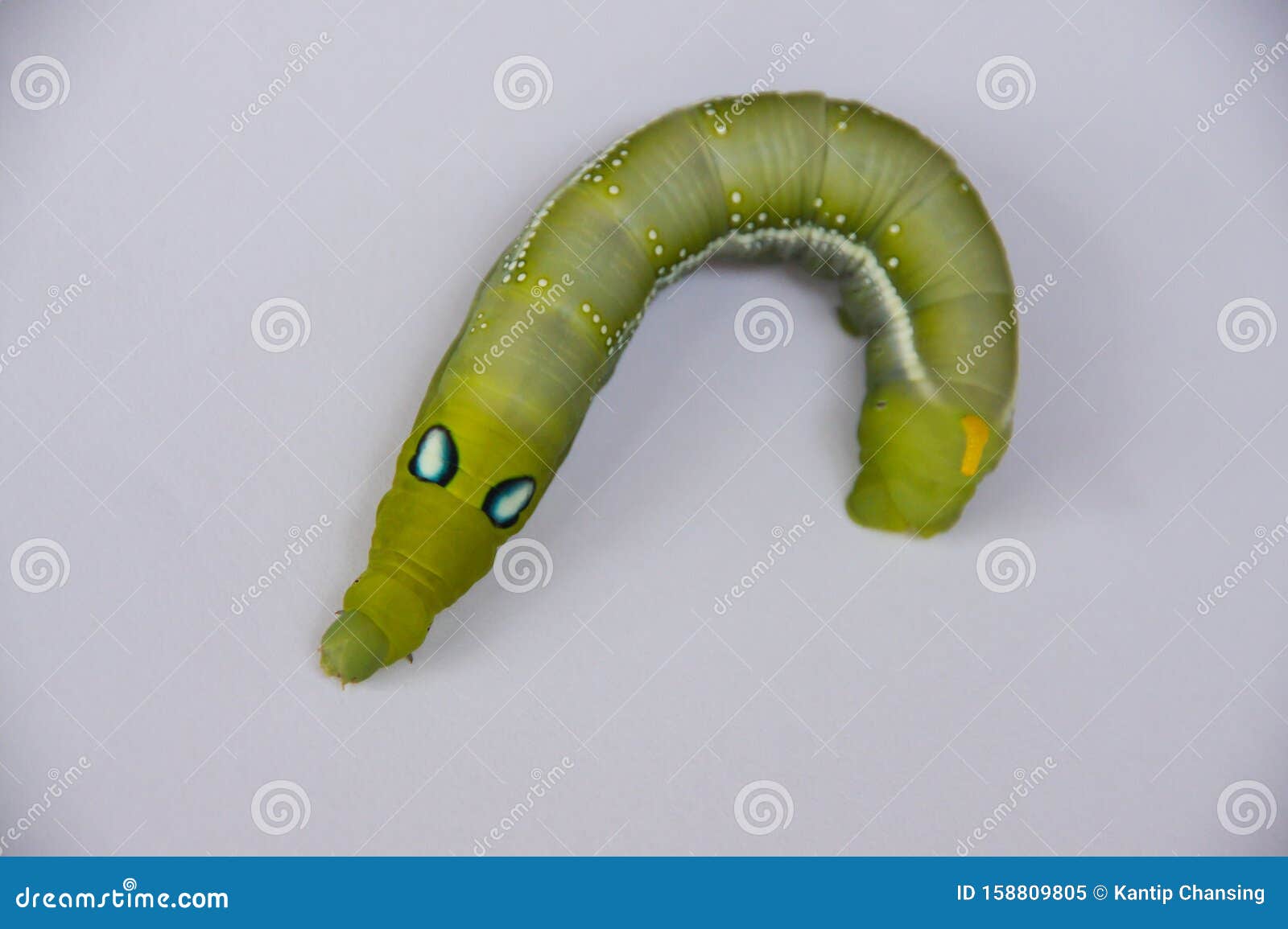 El Gusano Es Un Reptil Verde Y Blanco Imagen de archivo - Imagen de ...