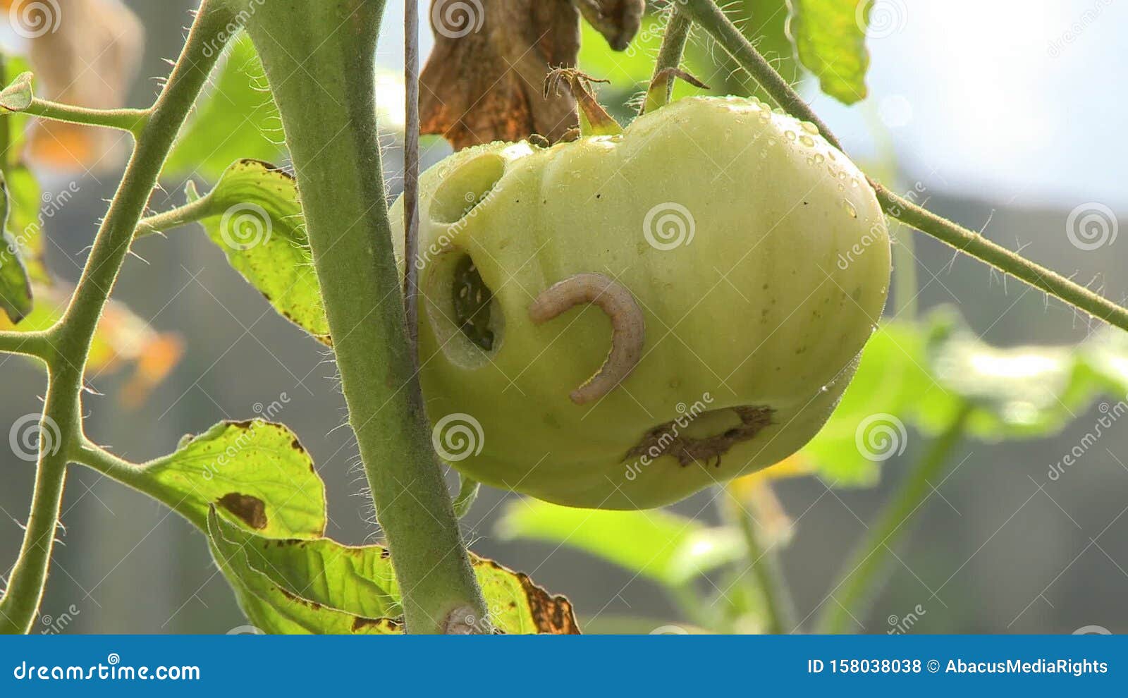 El Gusano Lanza El Tomate Verde Metrajes - Vídeo de planta, crezca ...