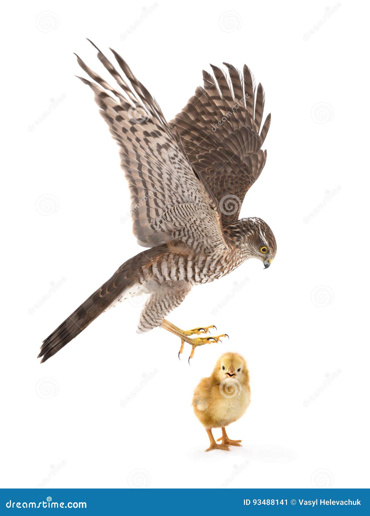 El halcón caza el pollo imagen de archivo. Imagen de gallina - 93488141