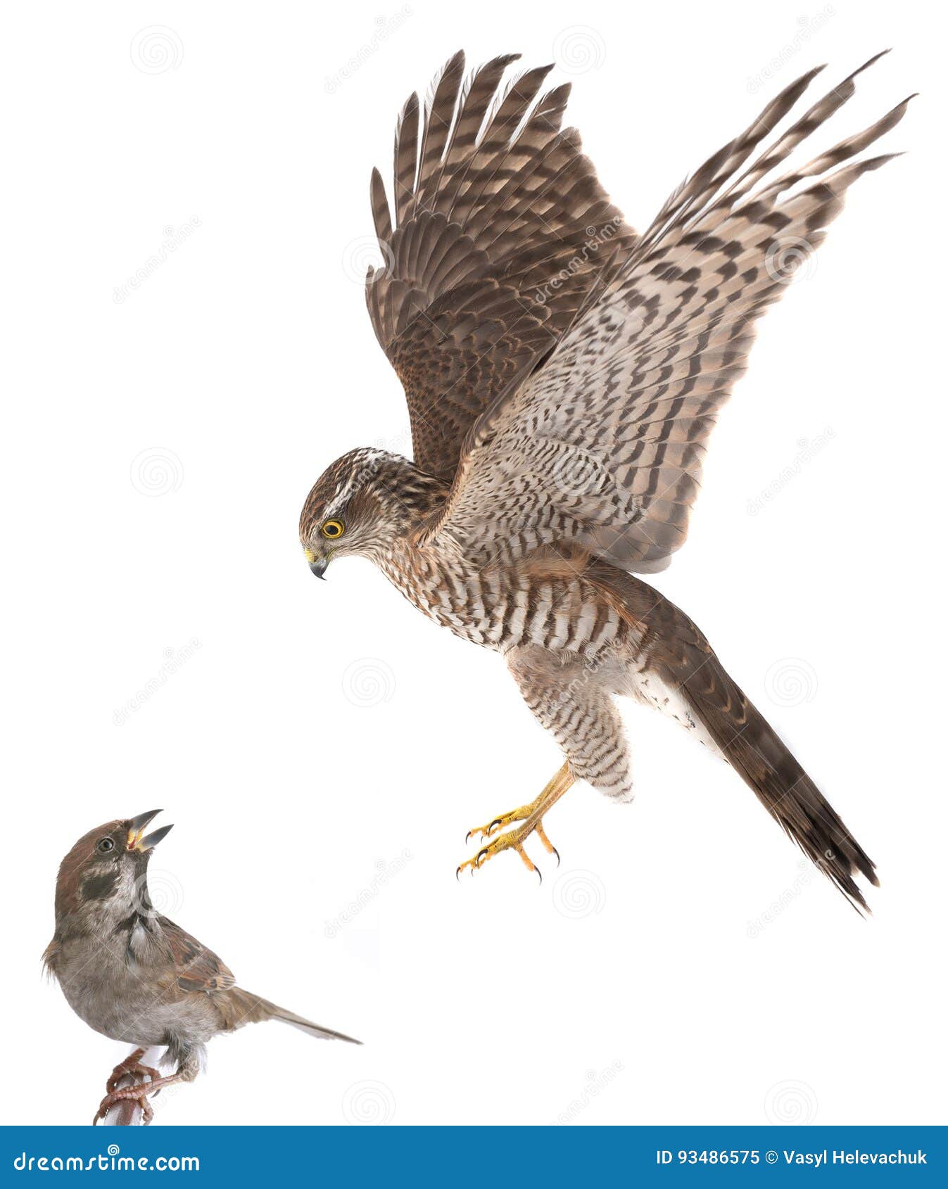 El halcón caza un gorrión imagen de archivo. Imagen de cazador - 93486575