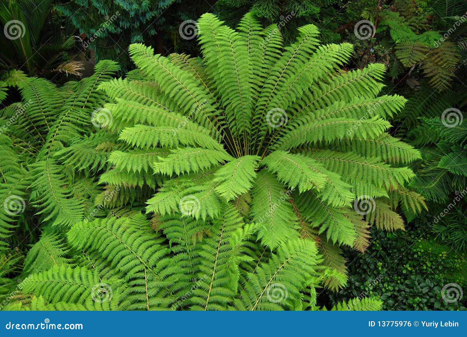 El helecho foto de archivo. Imagen de helecho, ramificaciones - 13775976