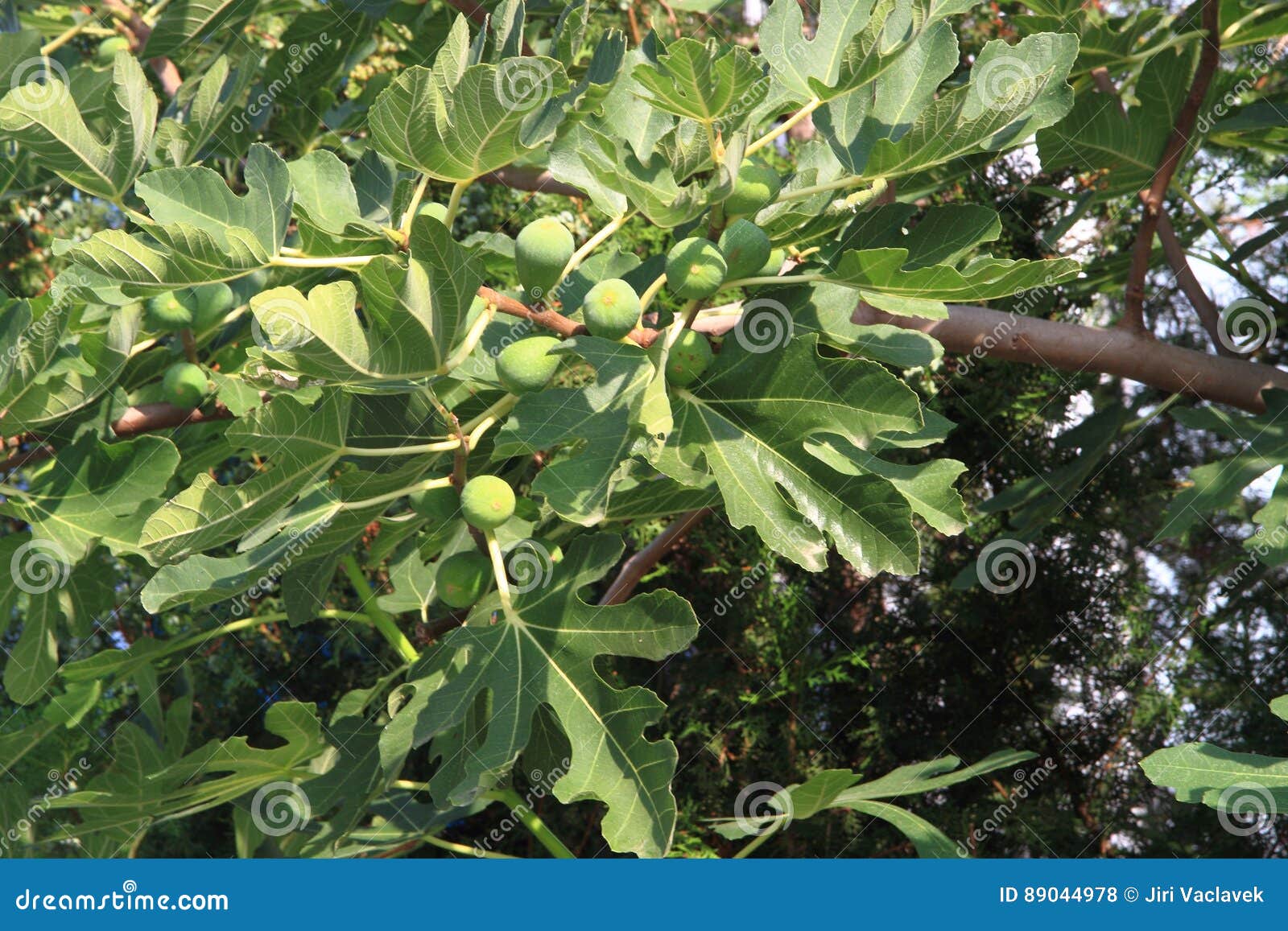 El higo planta el fondo foto de archivo. Imagen de higo - 89044978