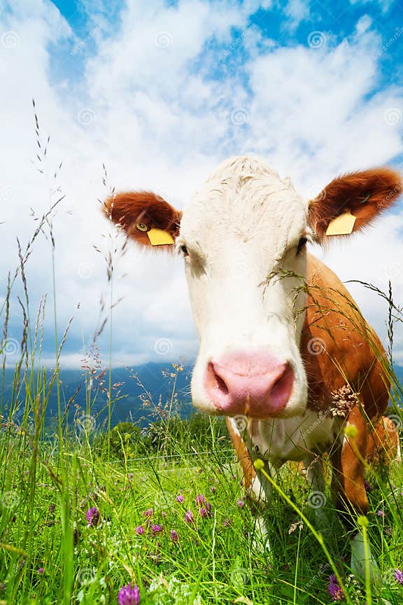 El hocico de la vaca imagen de archivo. Imagen de colina - 32761685