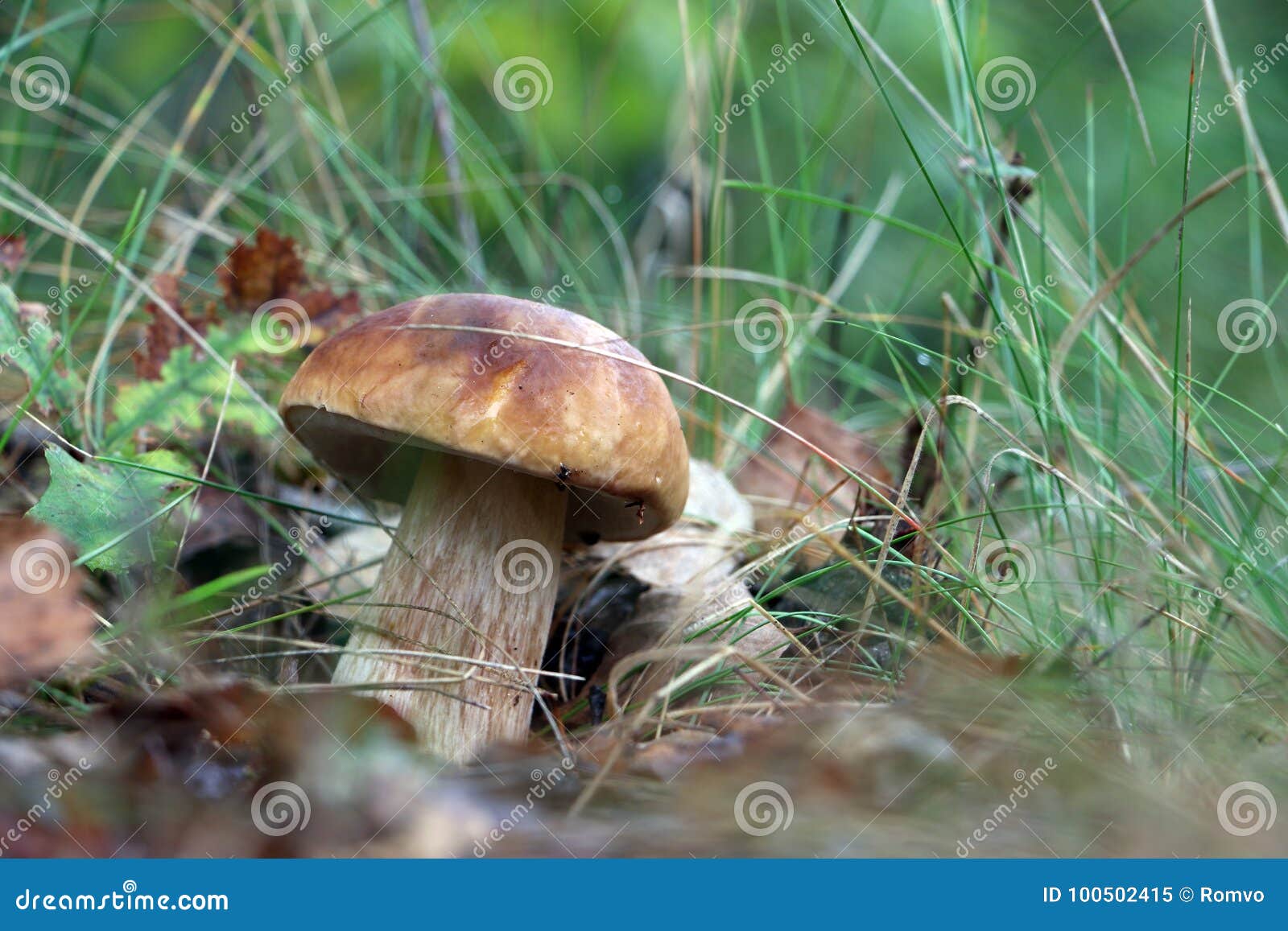 El Hongo Blanco Grande Crece En Hierba Imagen de archivo - Imagen de ...
