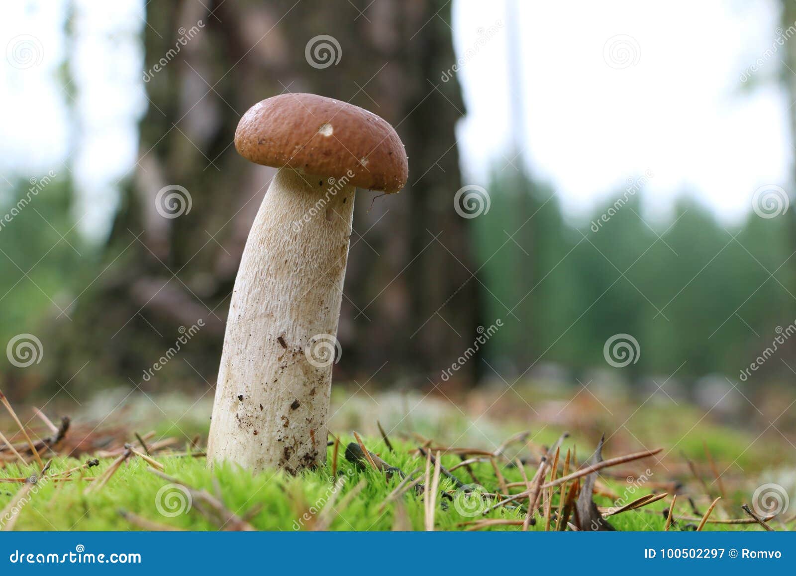 El Hongo Blanco Largo Crece En Madera Imagen de archivo - Imagen de ...