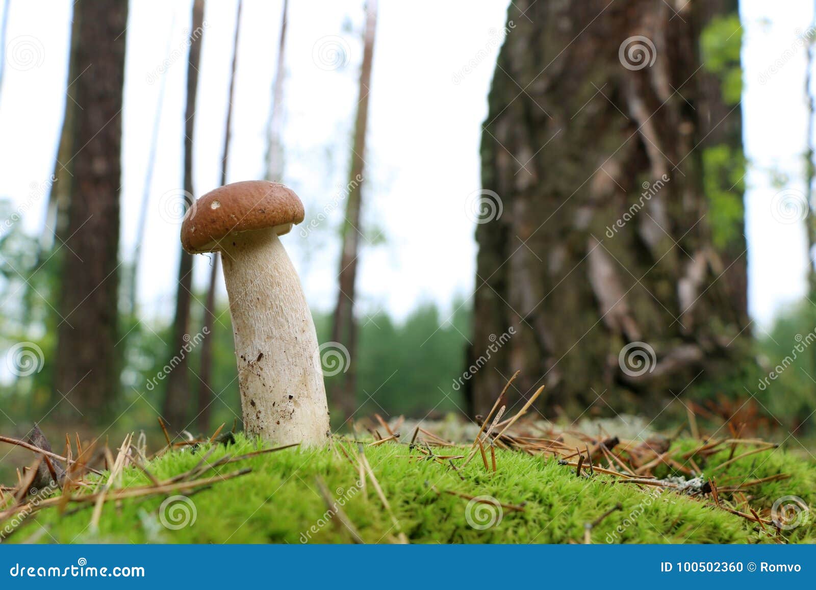El Hongo Blanco Largo Crece En Musgo Foto de archivo - Imagen de comida ...