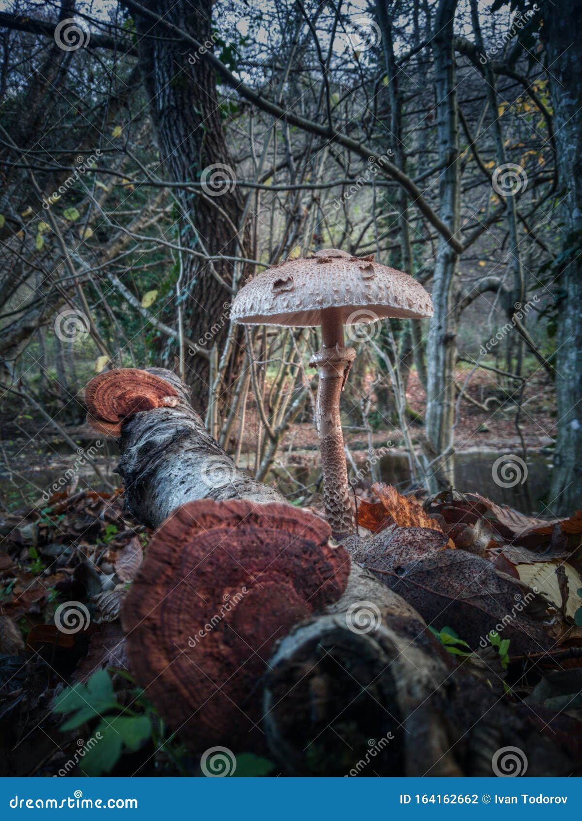 El hongo grande en madera foto de archivo. Imagen de bulgaria - 164162662