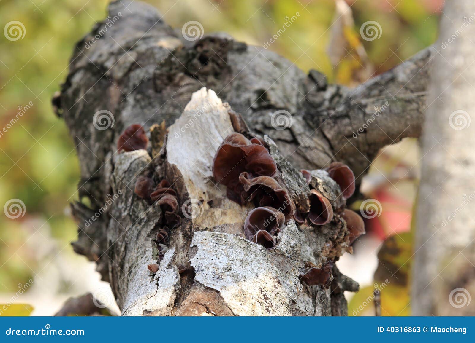 El Hongo Negro Crece En árbol Imagen de archivo - Imagen de travieso ...